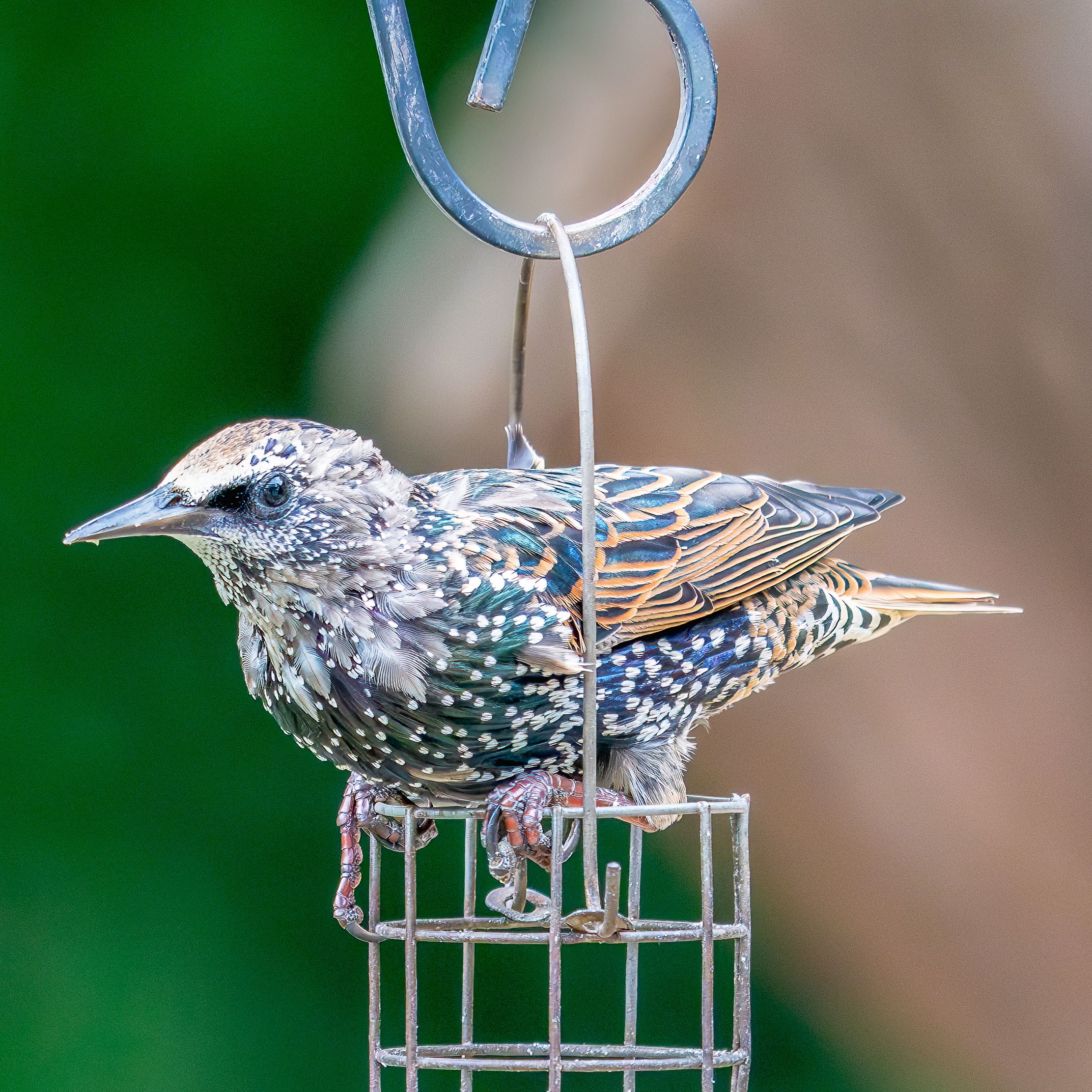 European Starling on a Garden Bird Feeder · Free Stock Photo