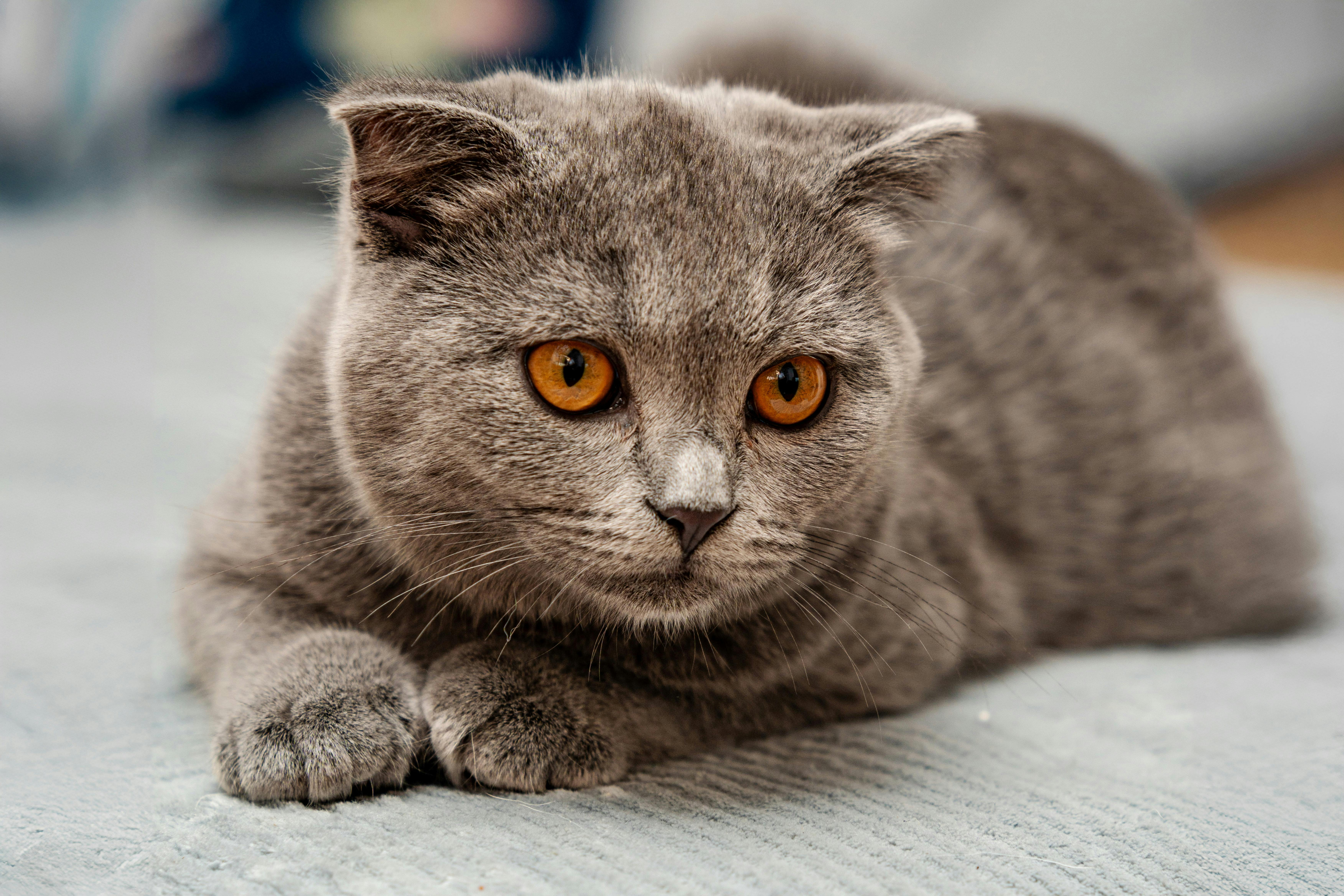 Potret Kucing British Shorthair Yang Menawan Di Dalam Ruangan · Foto ...