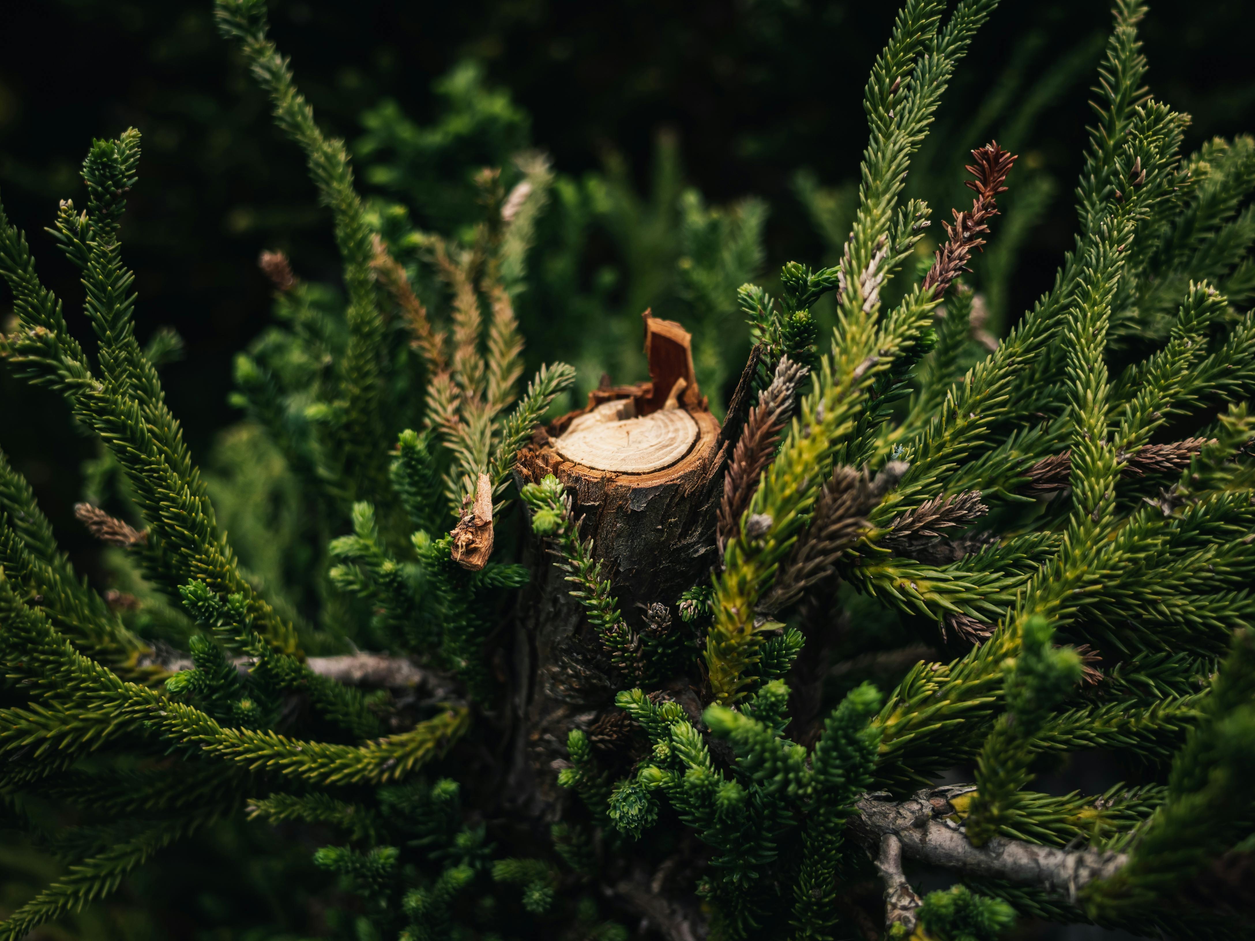 Google Cut Photos, Download The BEST Free Google Cut Stock Photos & HD ...