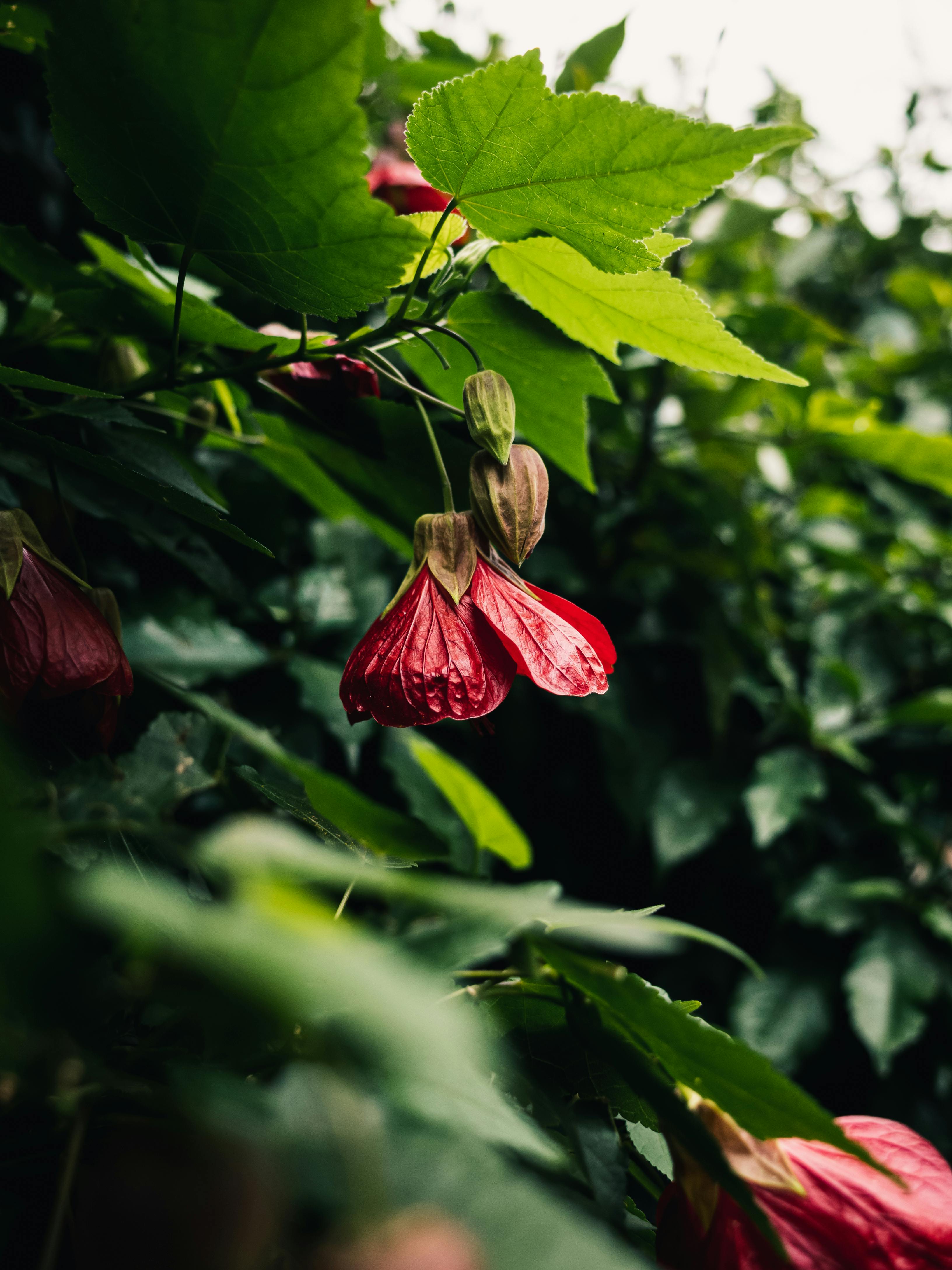 Close-up of Red Lantern Flowers in Verdant Foliage · Free Stock Photo