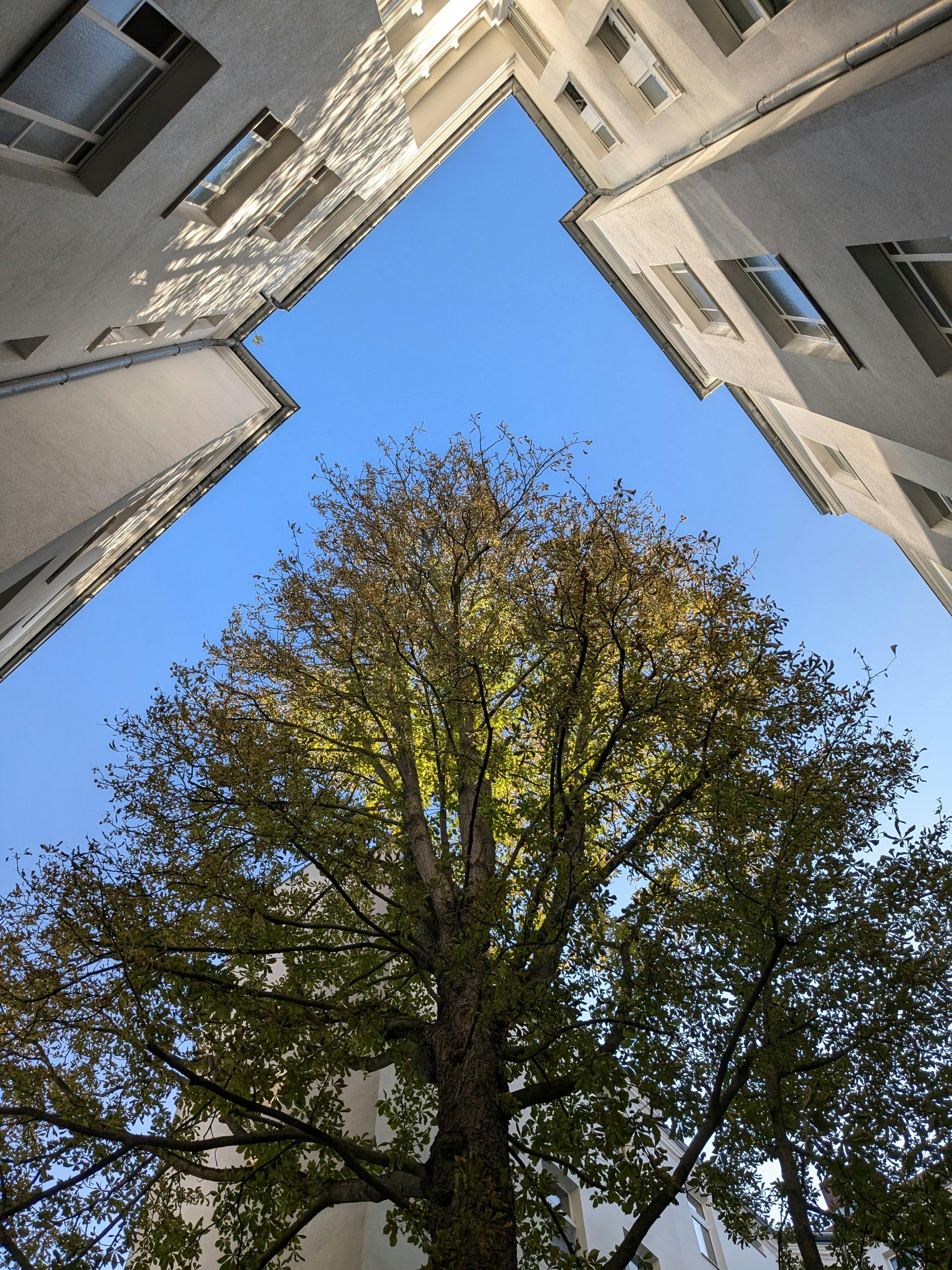 Courtyard Tree Framed by White Buildings in Berlin · Free Stock Photo