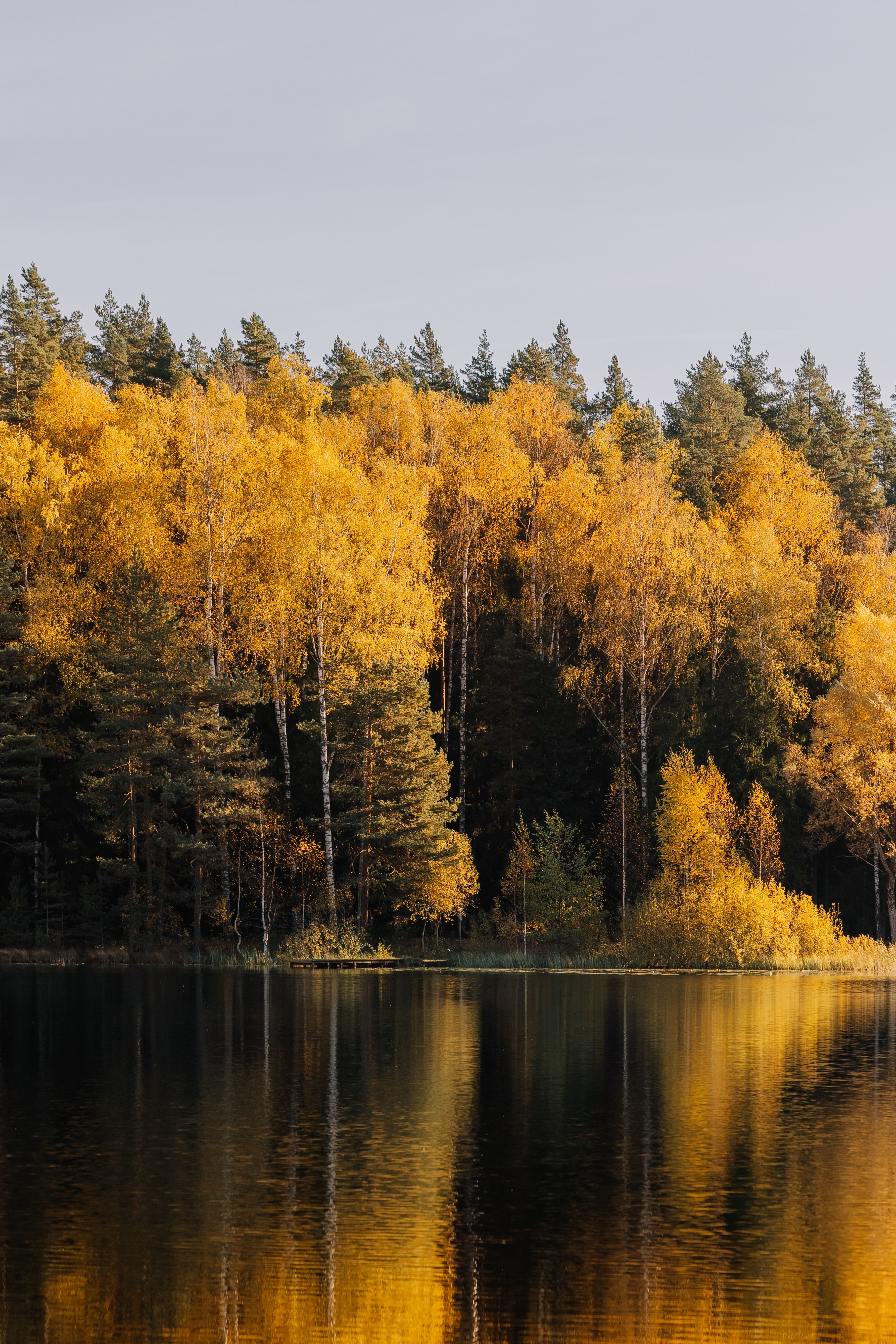 Scenic Autumn Forest by a Tranquil Lake · Free Stock Photo