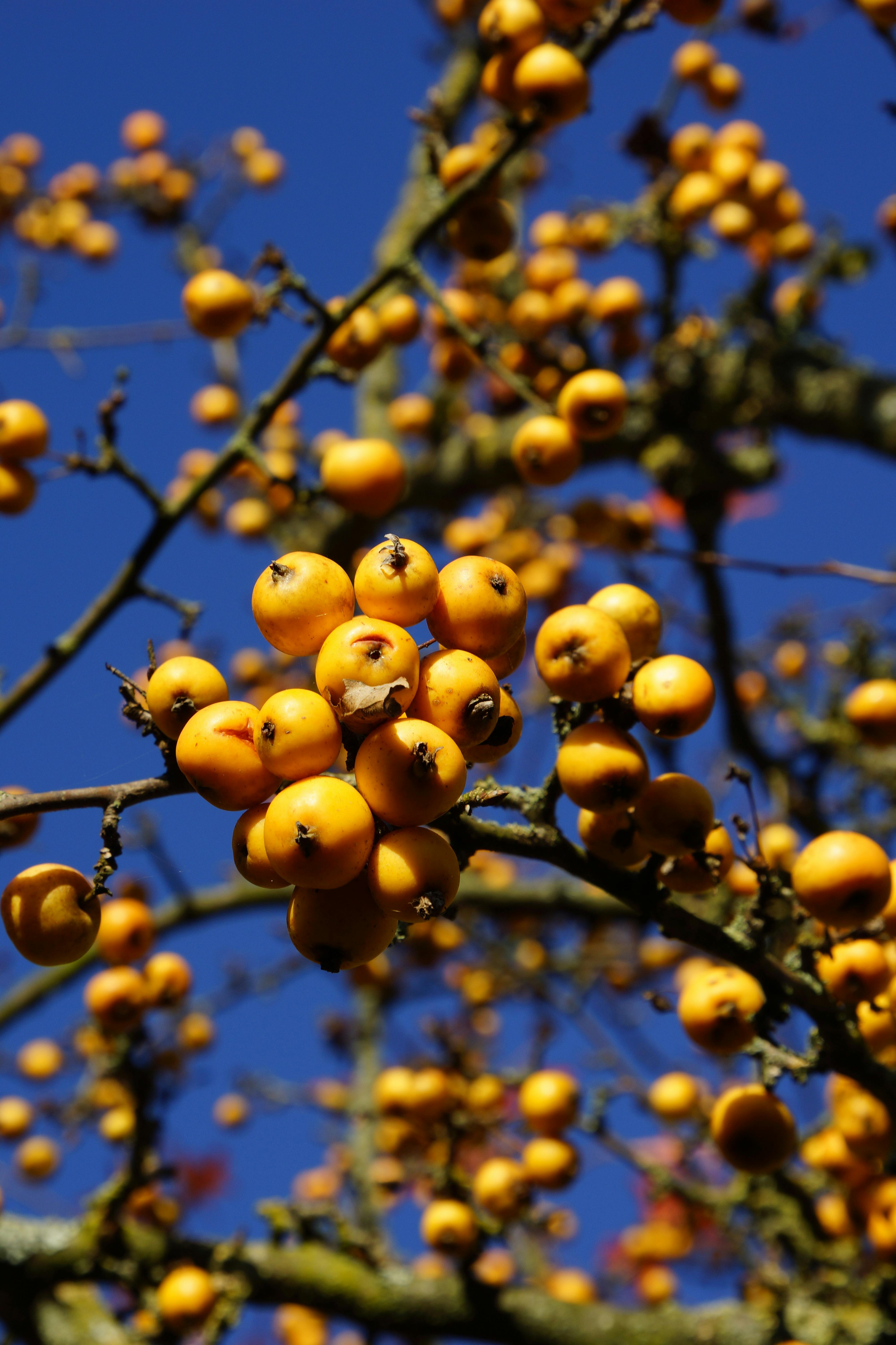 Golden Yellow Berries Against Clear Blue Sky · Free Stock Photo