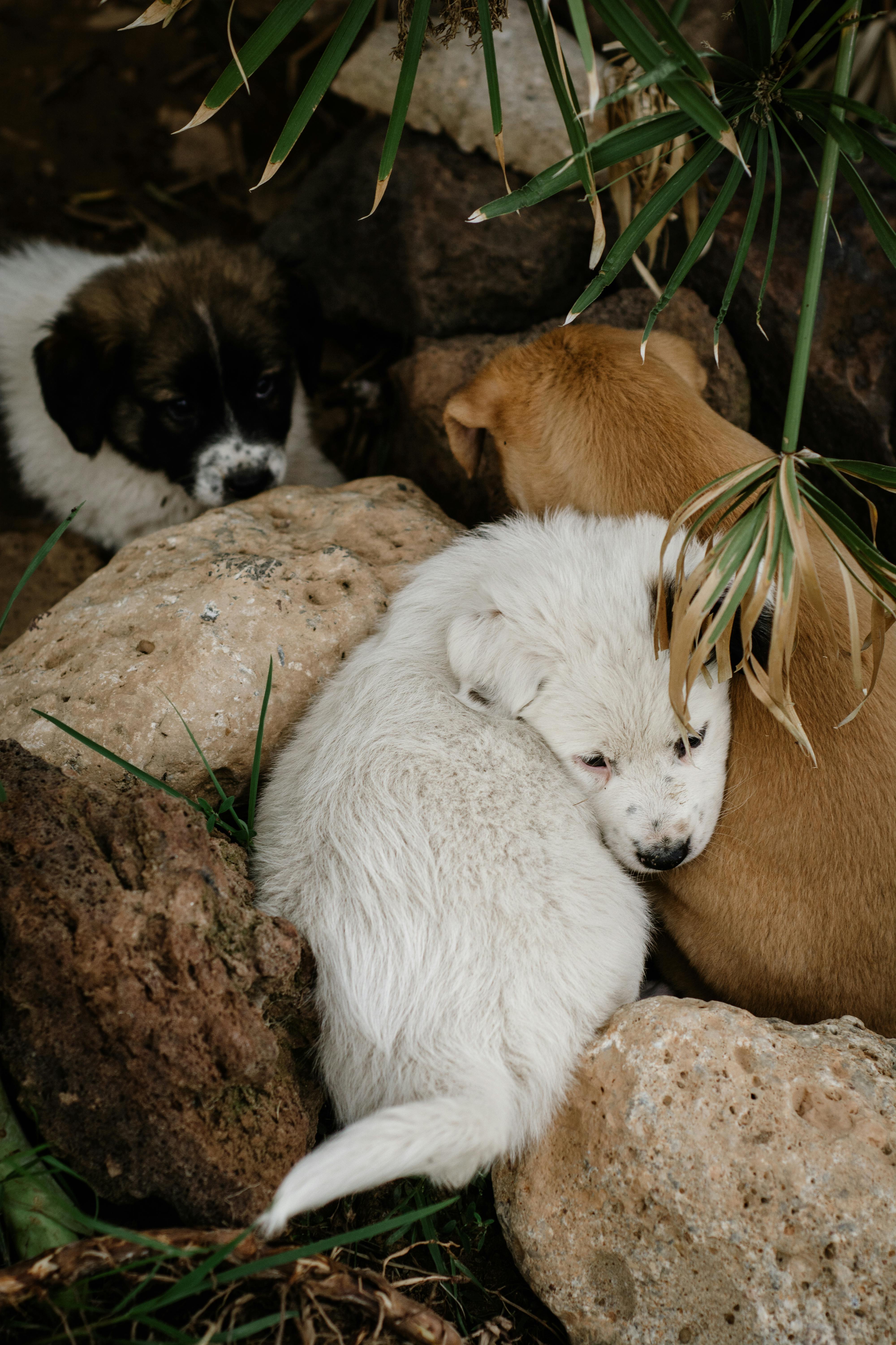 Resting Pets Photos, Download The BEST Free Resting Pets Stock Photos ...