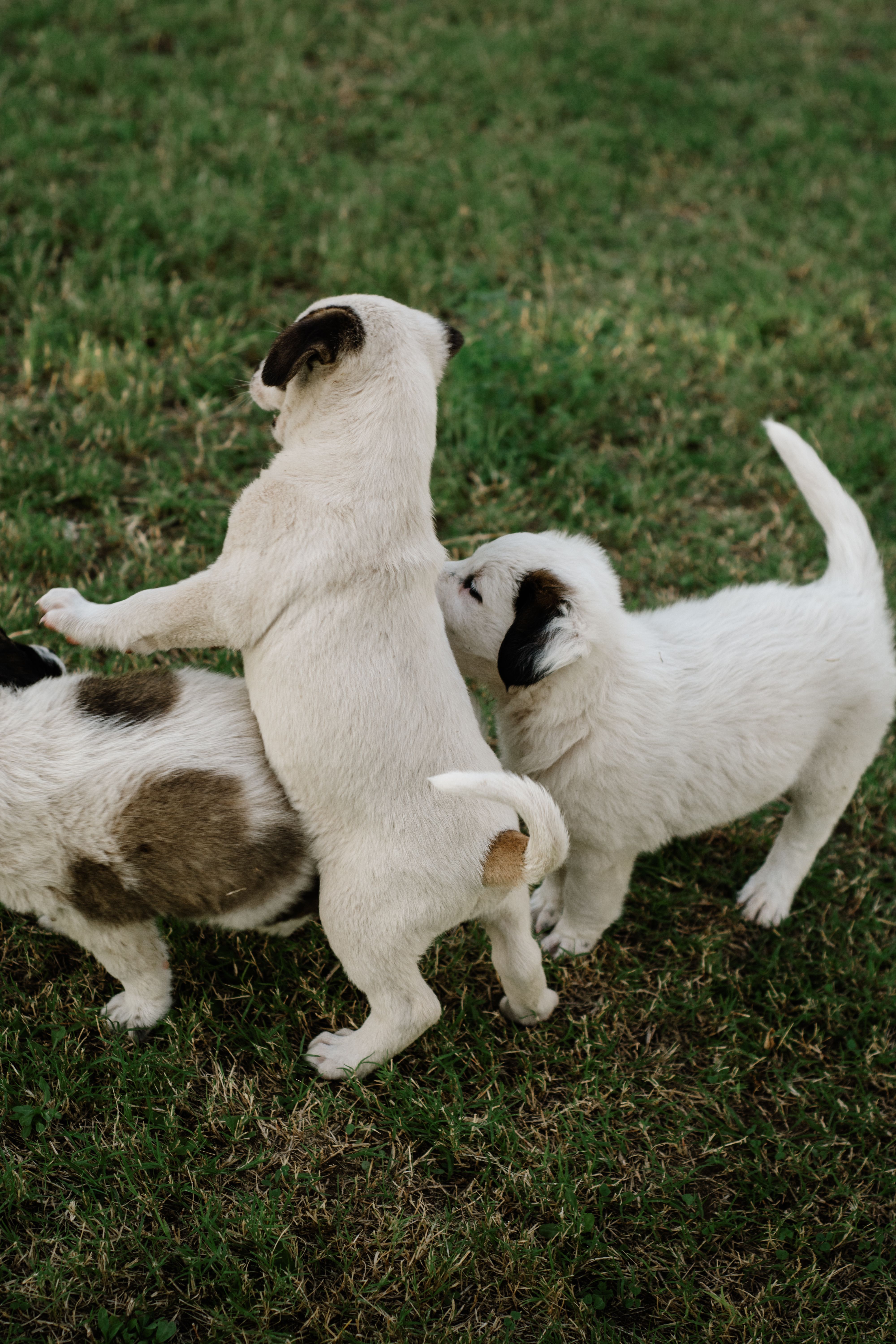 Puppies Photos, Download The BEST Free Puppies Stock Photos & HD Images