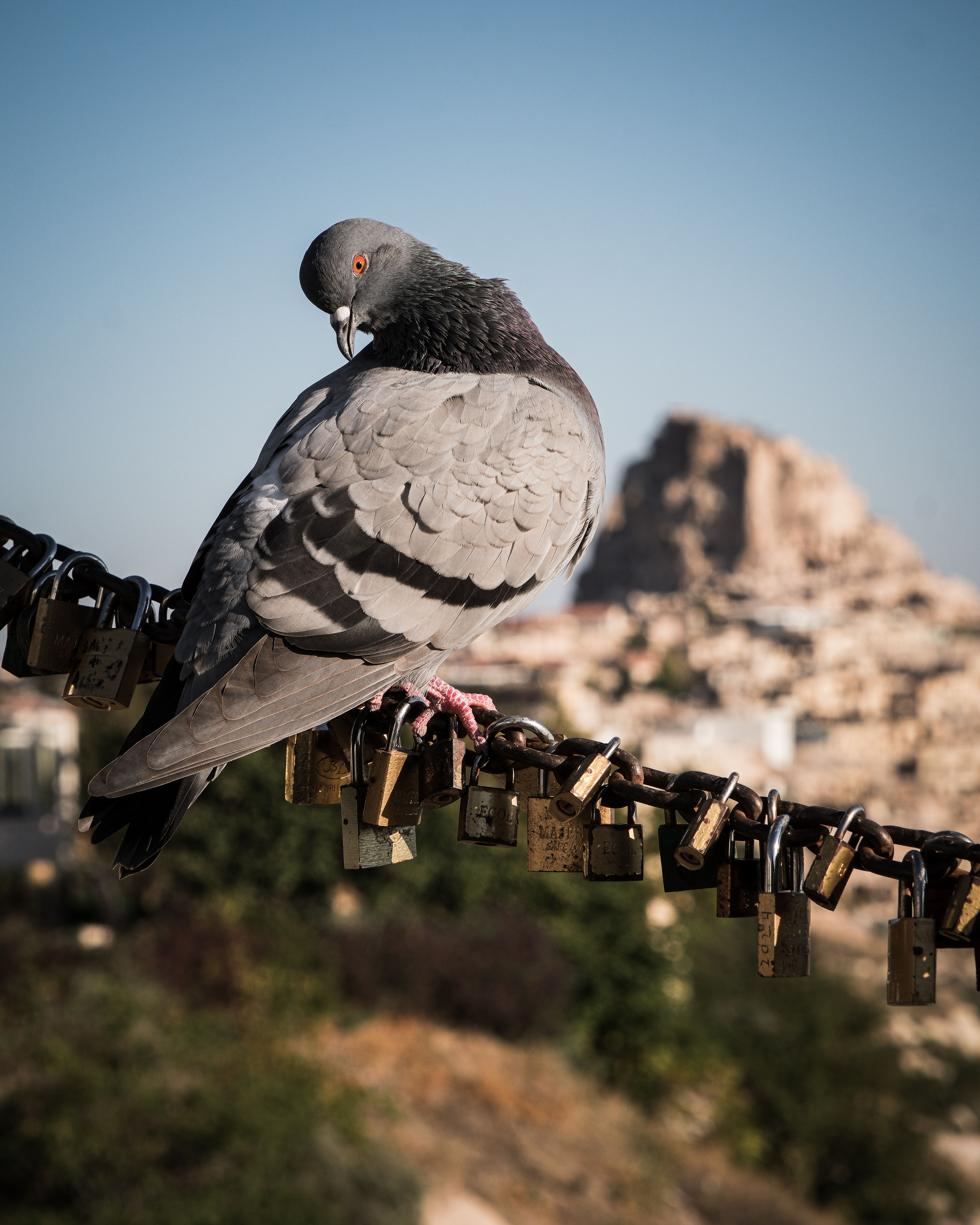 Pigeon Perched Over Lock Bridge with Ancient Ruins · Free Stock Photo