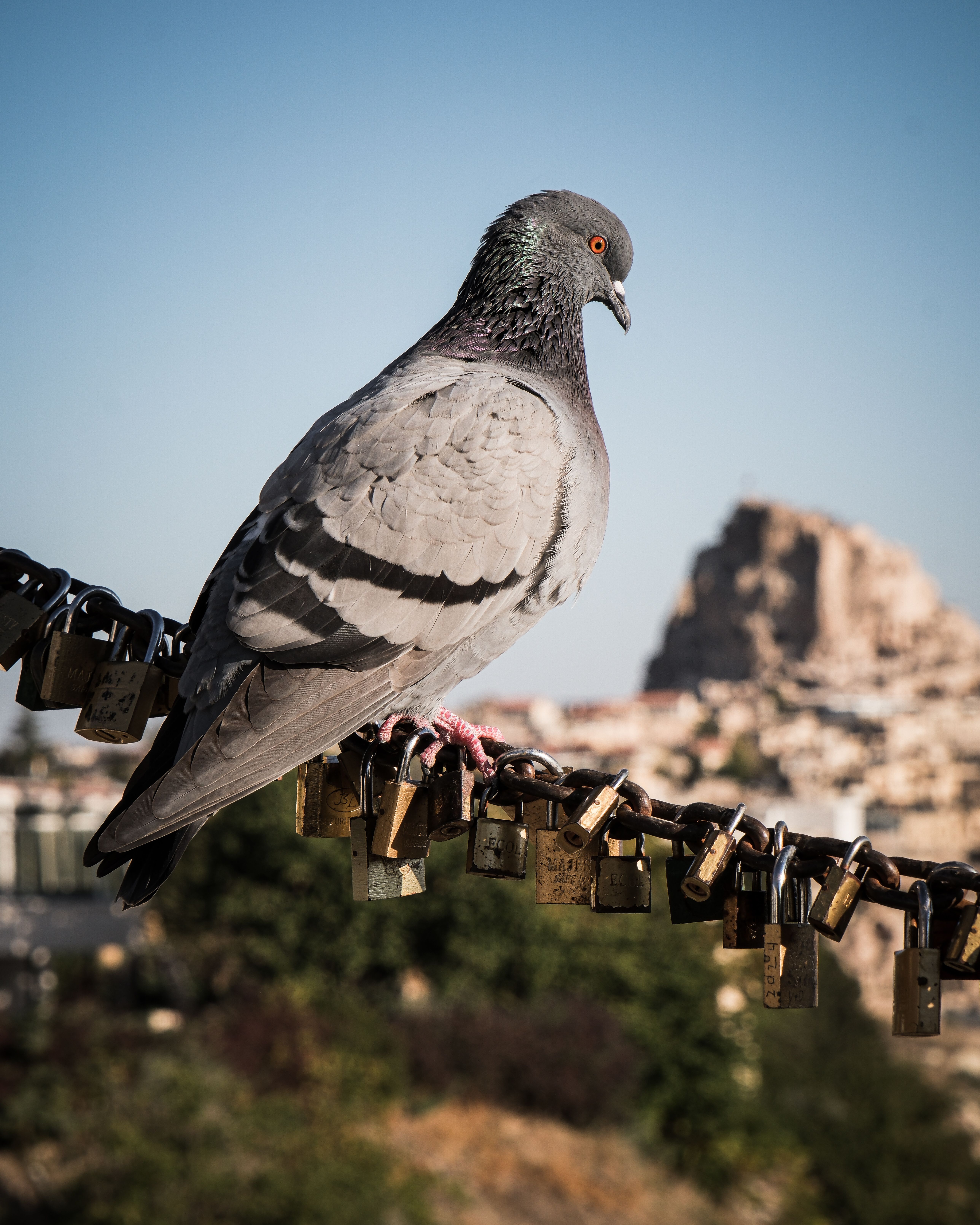 Pigeon Perched on Love Lock Bridge Overlooking Cityscape · Free Stock Photo