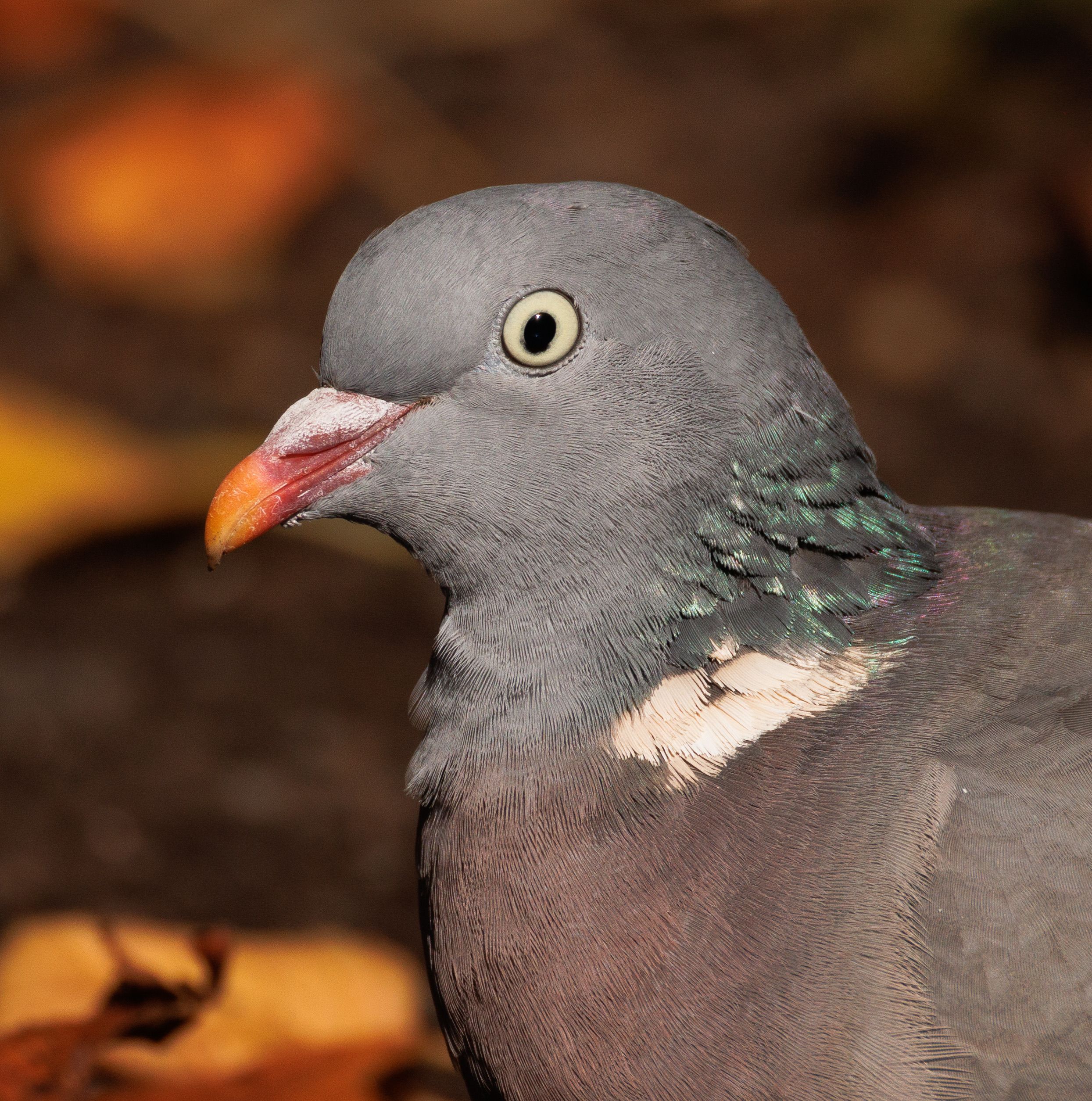Close-up of Wood Pigeon in Autumn Leaves · Free Stock Photo