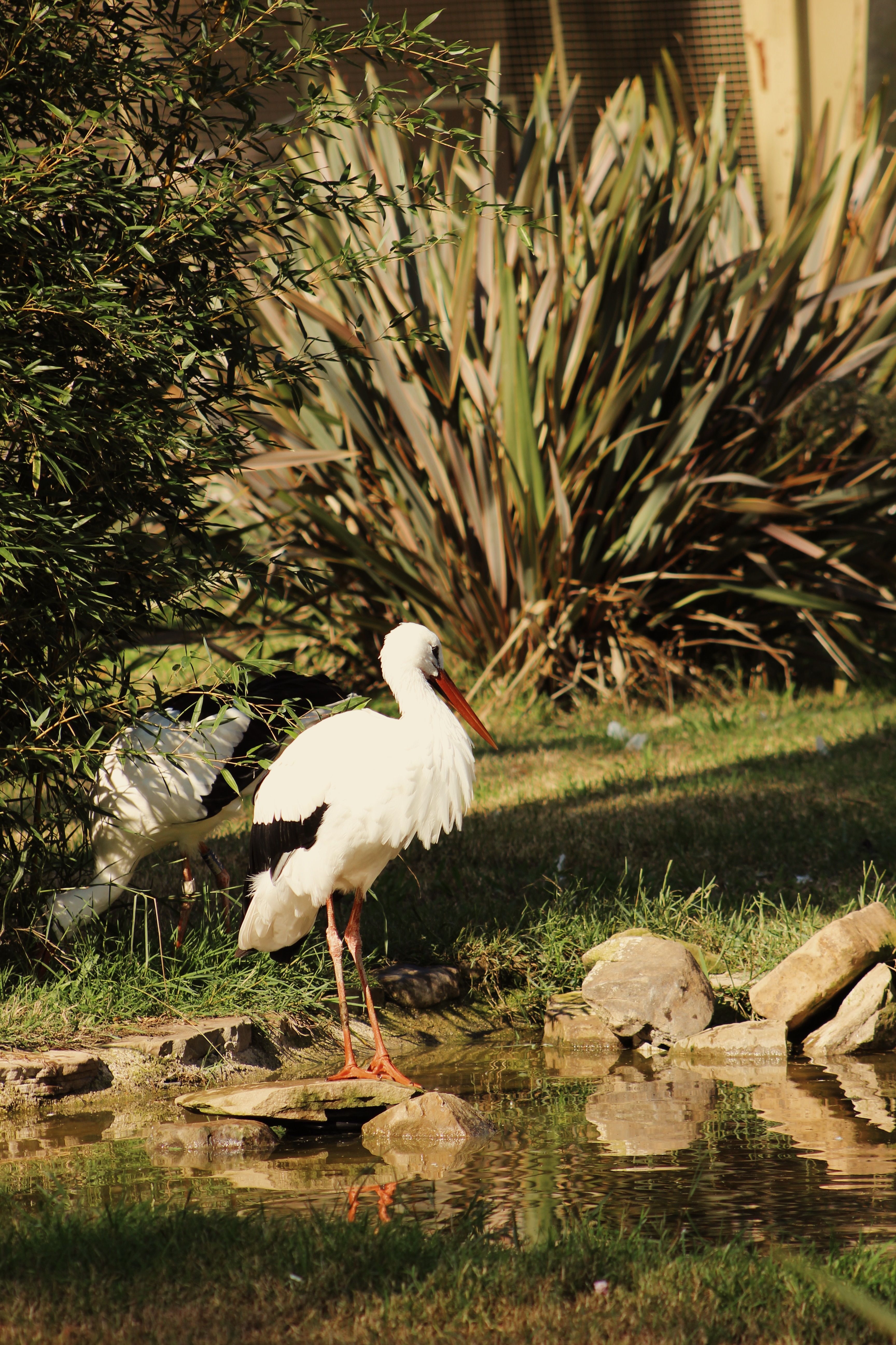 Stork Latam Photos, Download The BEST Free Stork Latam Stock Photos ...