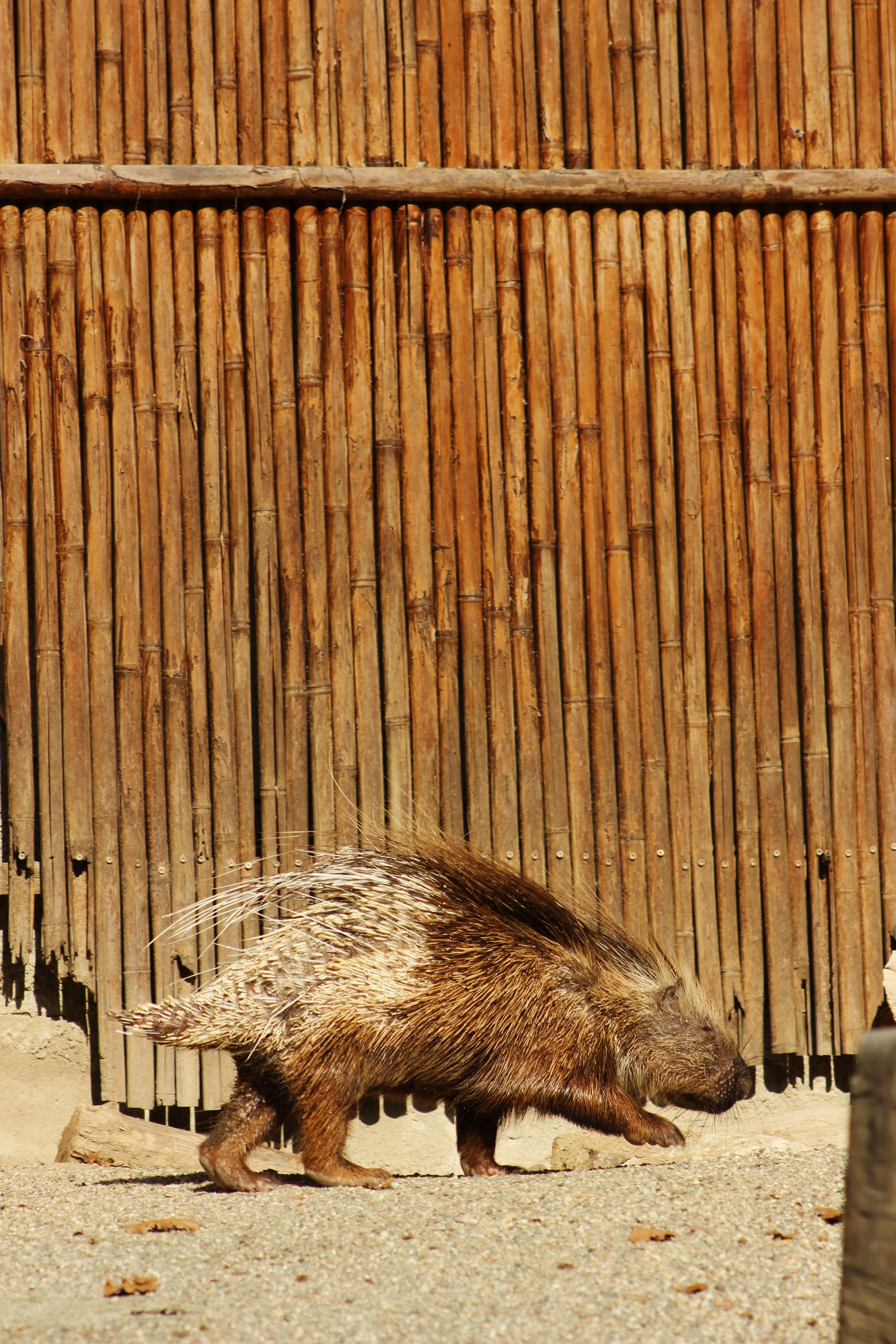 Wood Dry Photos, Download The BEST Free Wood Dry Stock Photos & HD Images