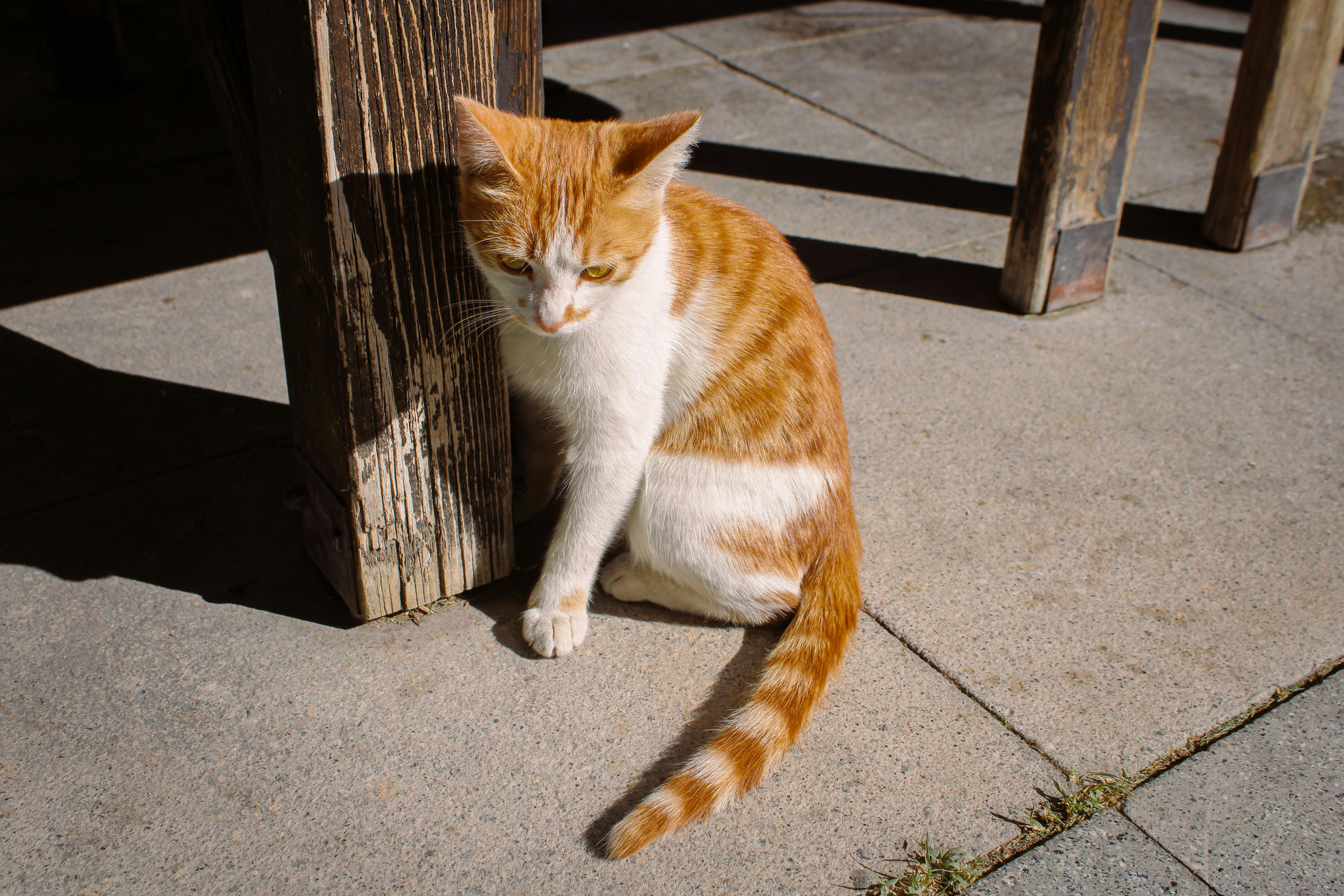 Ginger Cat Resting in Sunlight Outdoors · Free Stock Photo