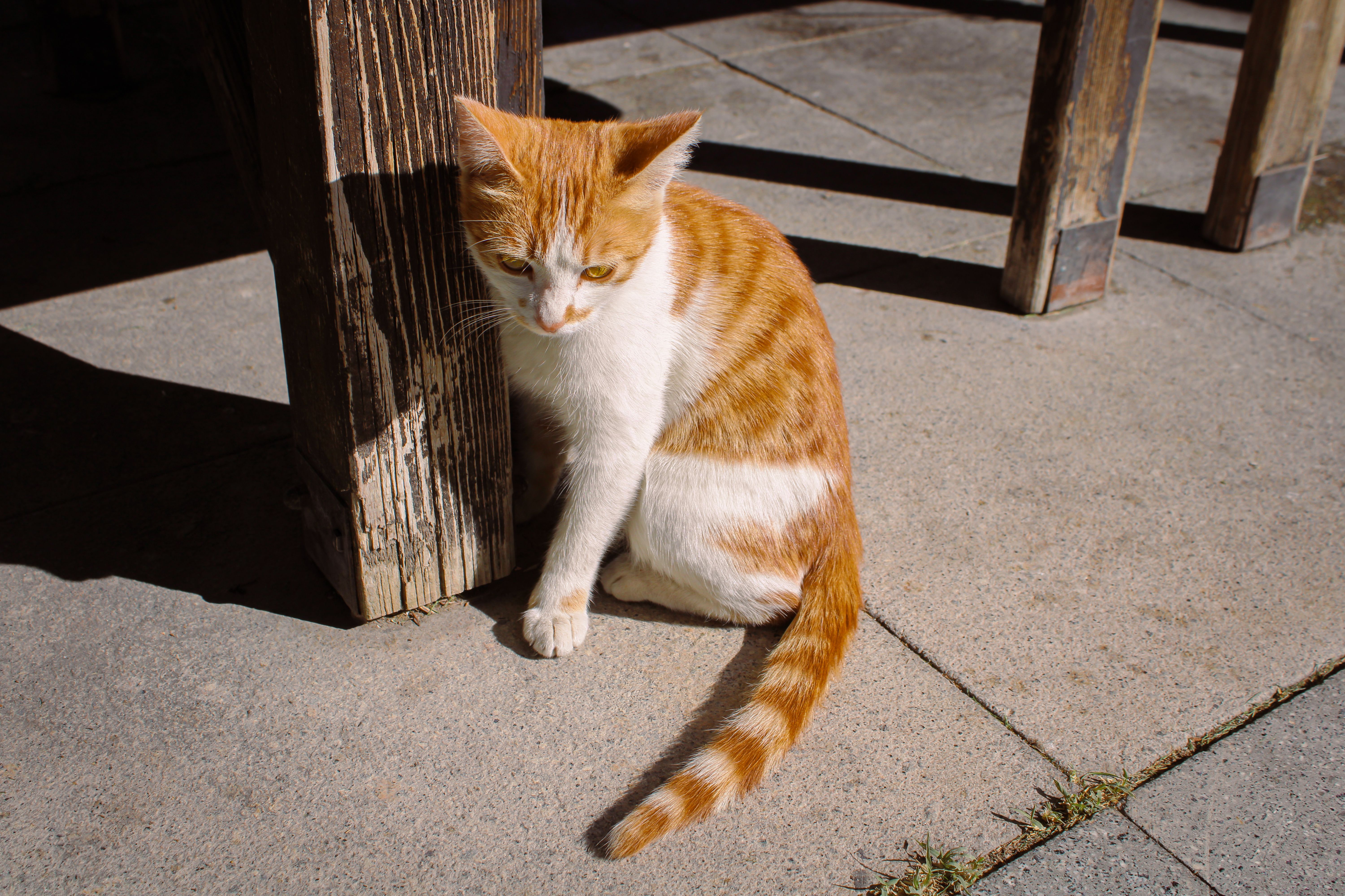 Pulling Cat Tail Photos, Download The BEST Free Pulling Cat Tail Stock ...