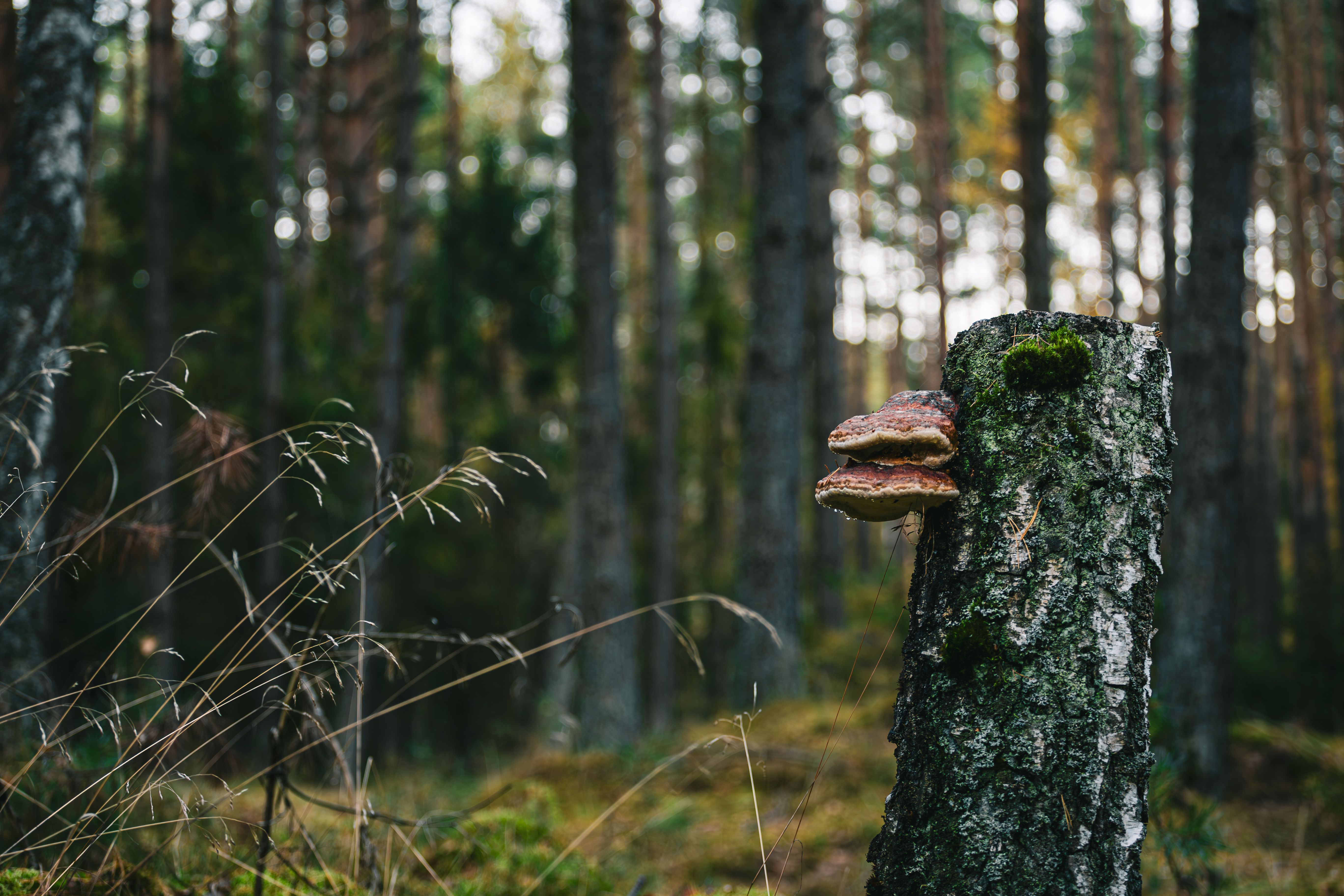 Forest Fungi on Birch Tree Stump in Autumn · Free Stock Photo
