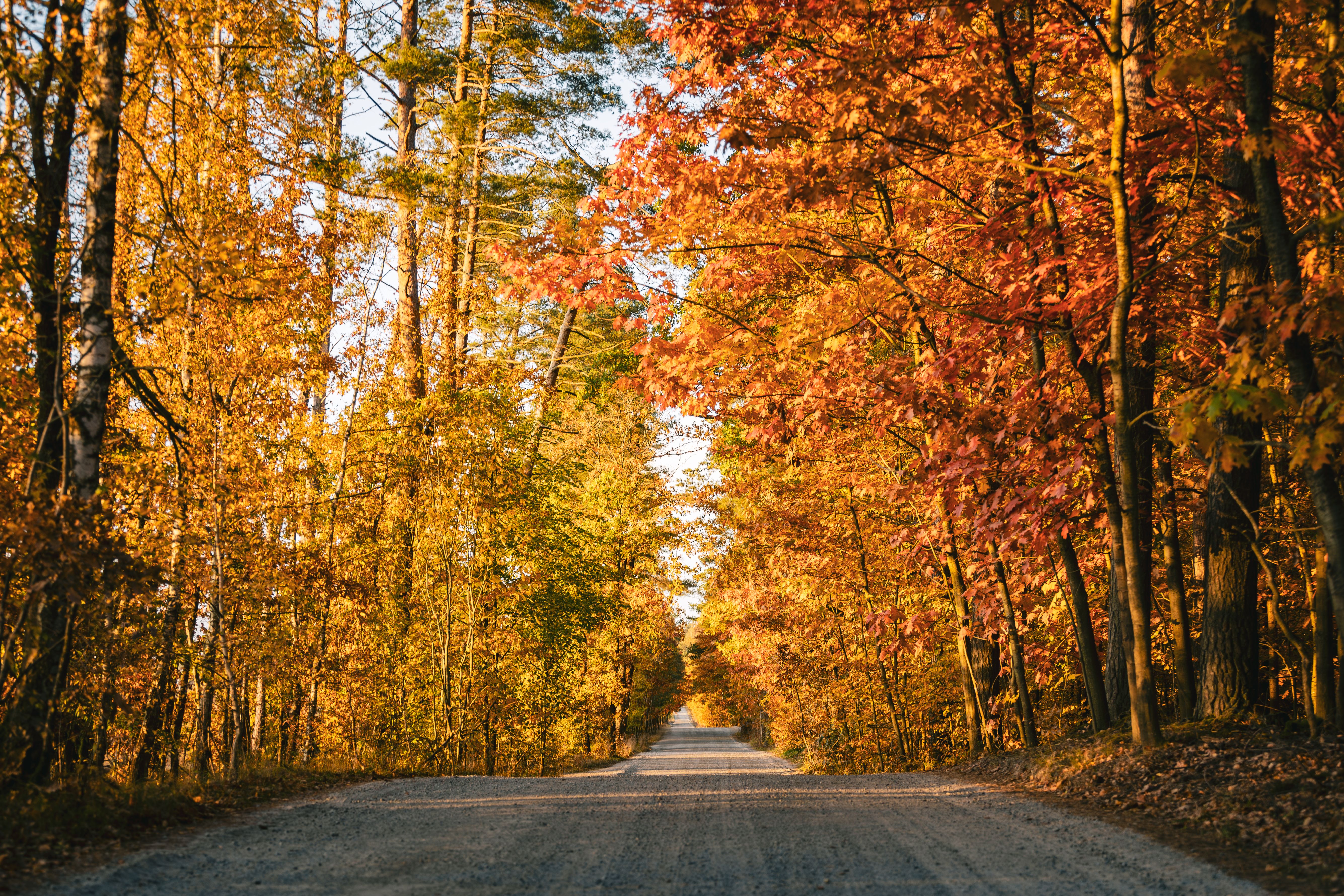 Scenic Autumn Road with Vibrant Foliage · Free Stock Photo