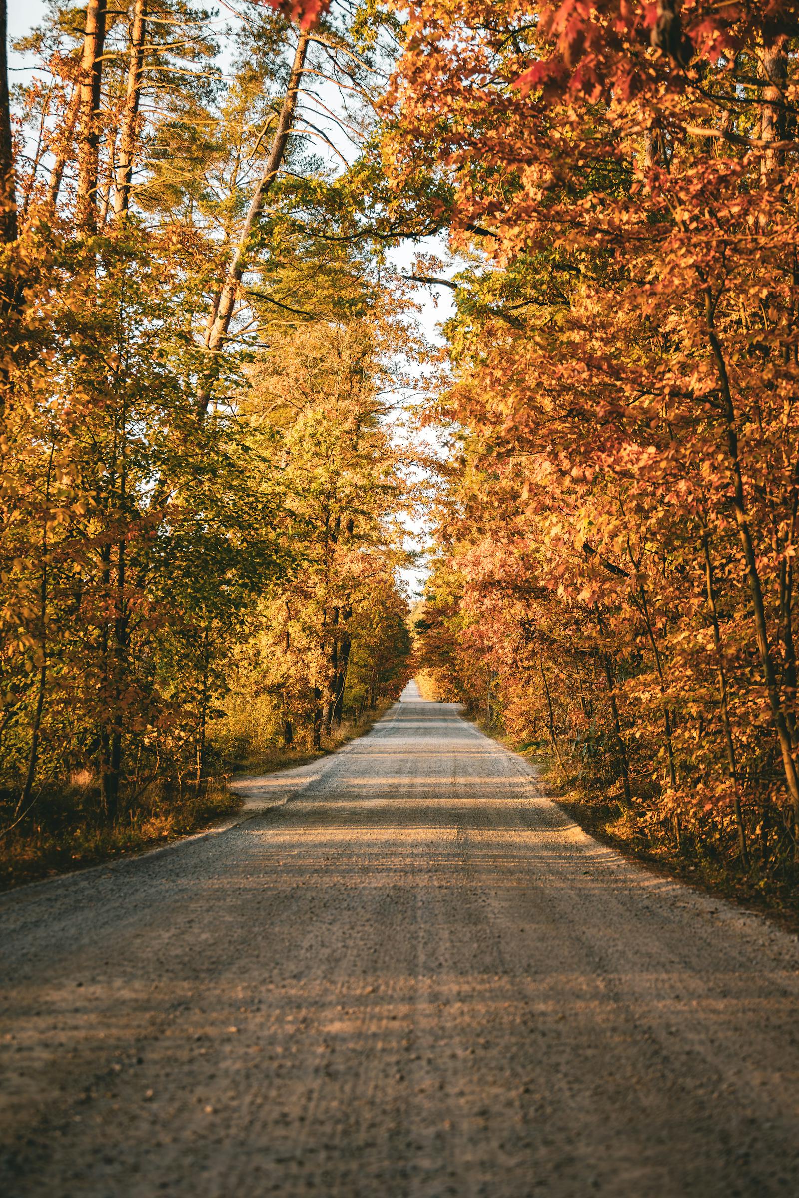 Red Autumn Leaves Photos, Download The BEST Free Red Autumn Leaves ...