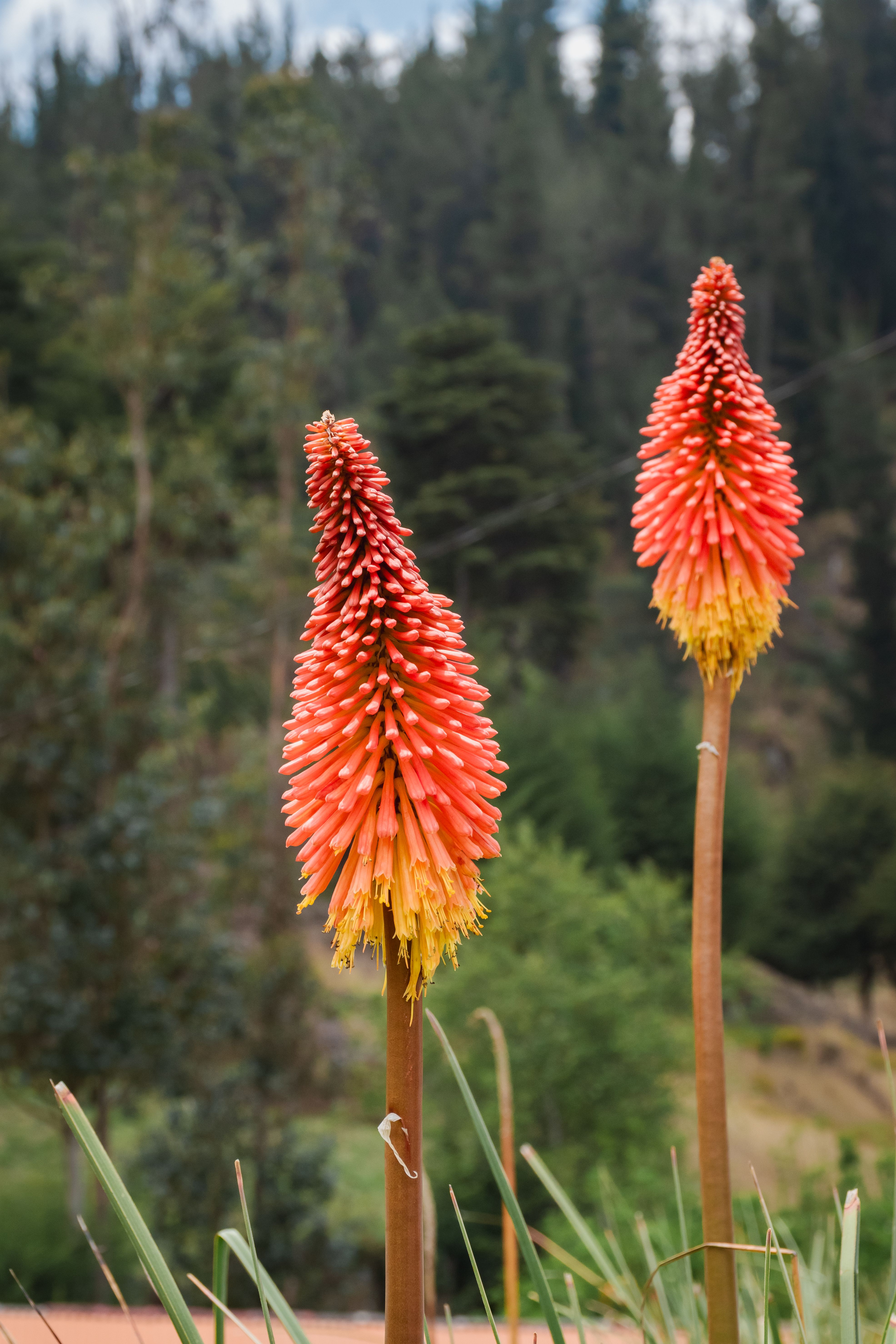 Vibrant Torch Lily Flowers in Peruvian Landscape · Free Stock Photo