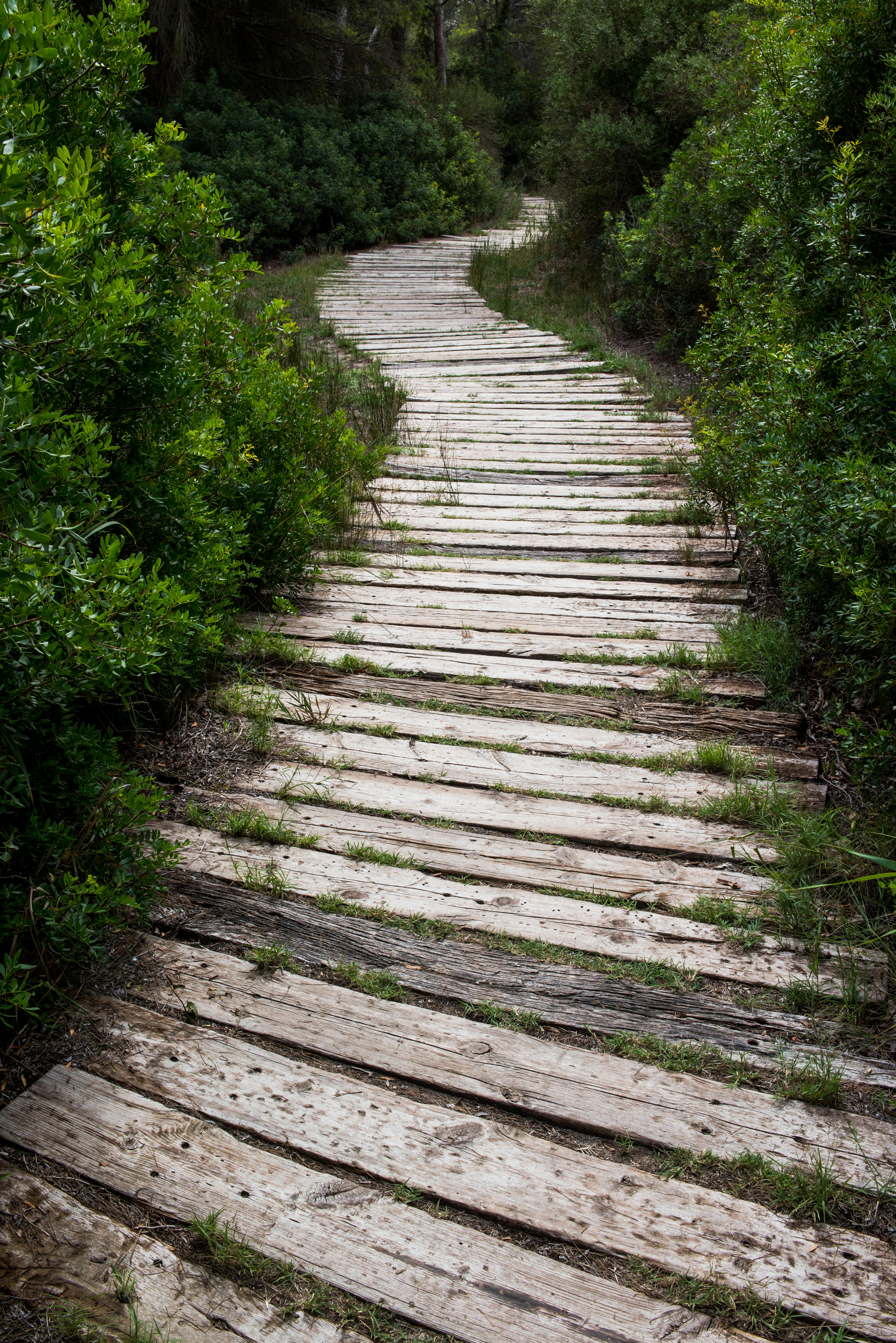 Slatted Wood Pathway Between Trees · Free Stock Photo