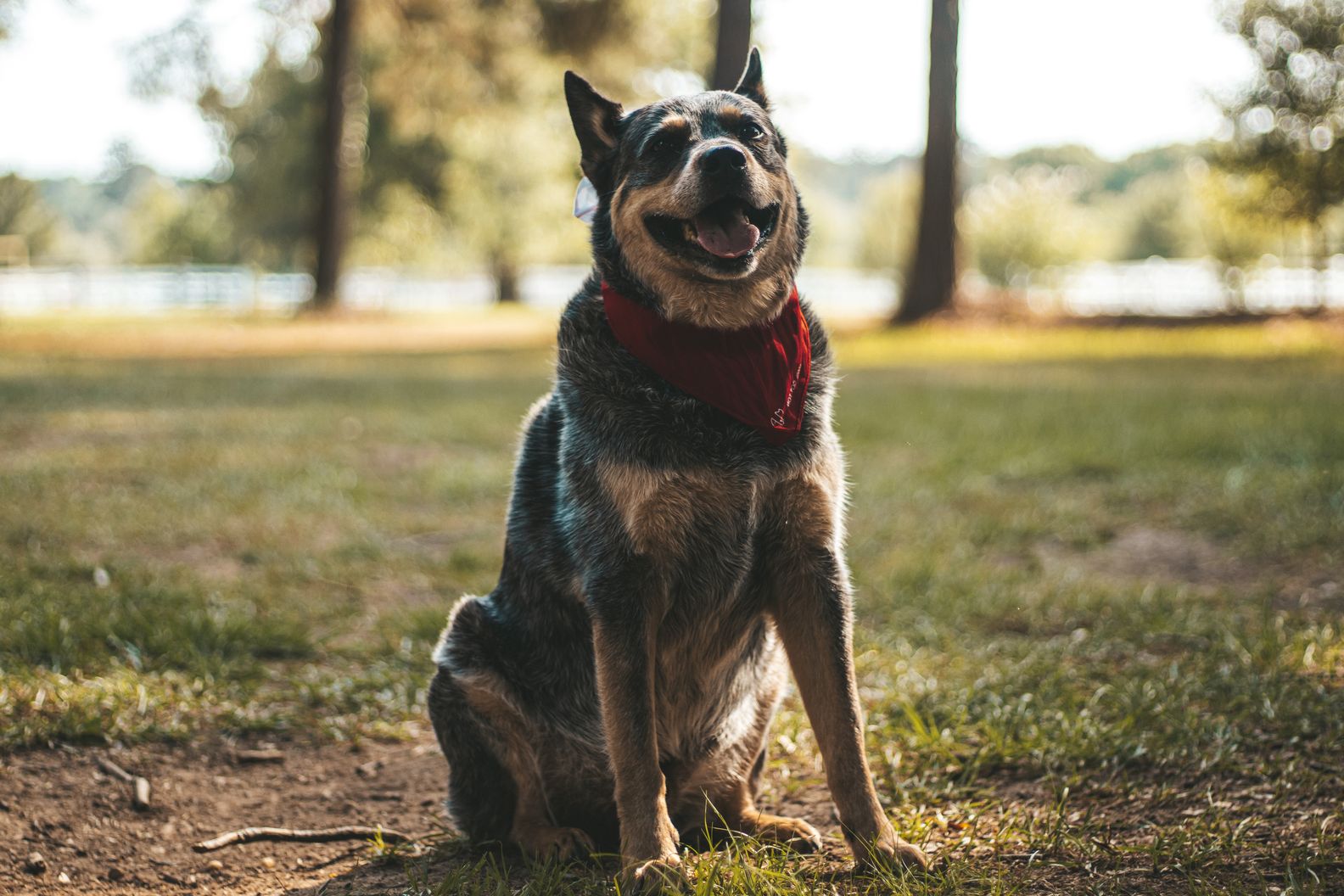 What Kind of Dog is Rusty from Bluey: A Comprehensive Guide