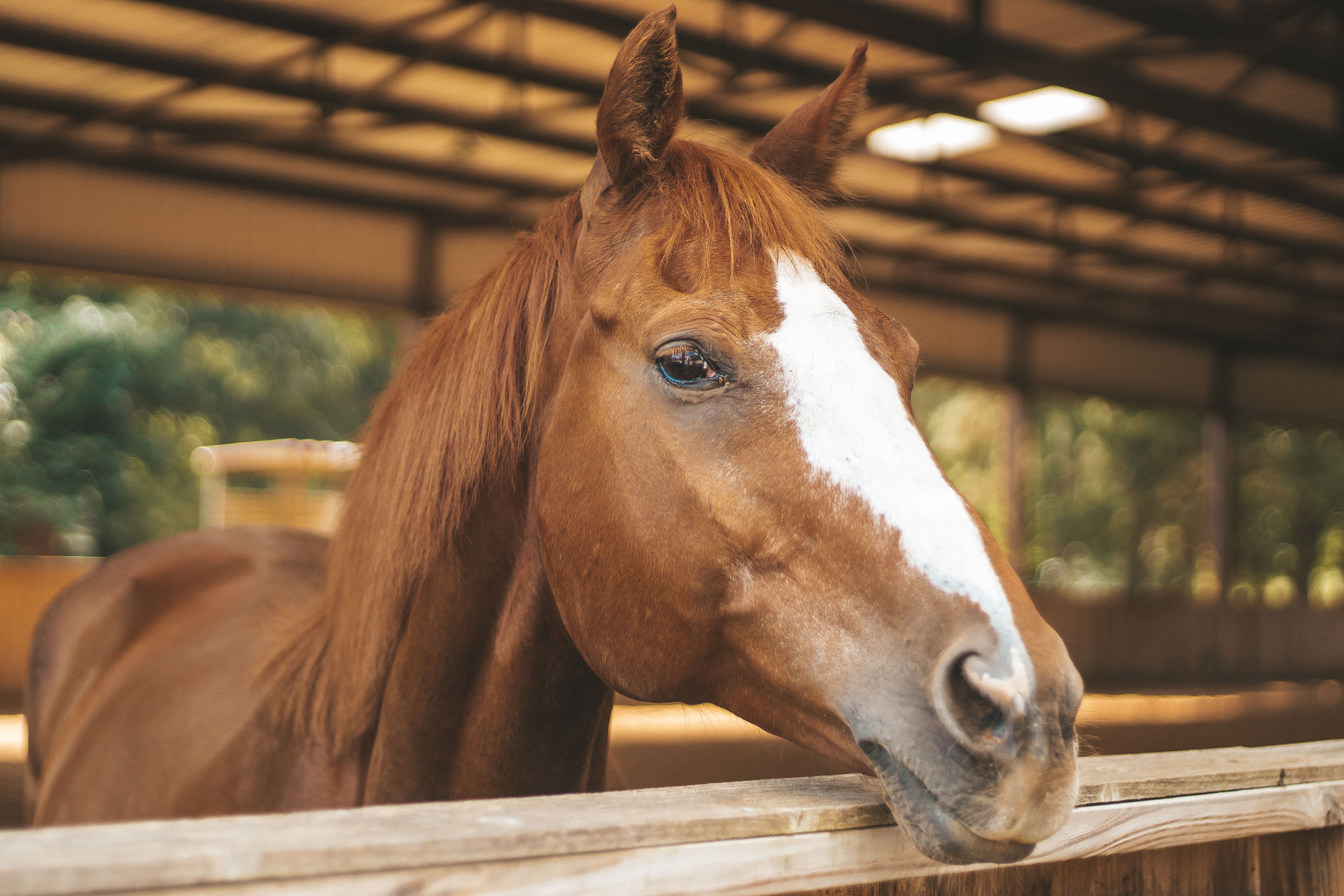 Beautiful Chestnut Horse in Indoor Stable · Free Stock Photo