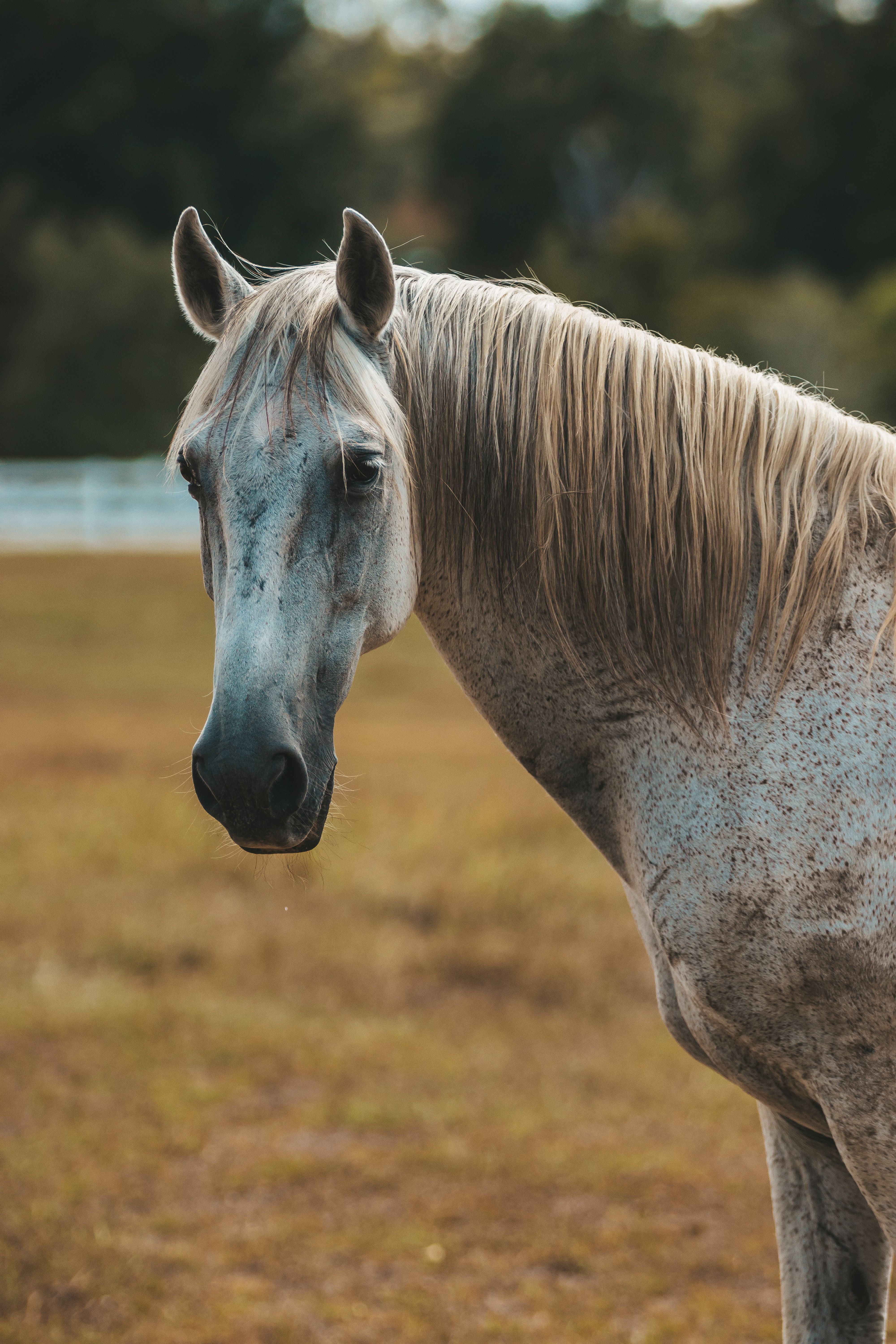 Personnel Mane Photos, Download The BEST Free Personnel Mane Stock ...