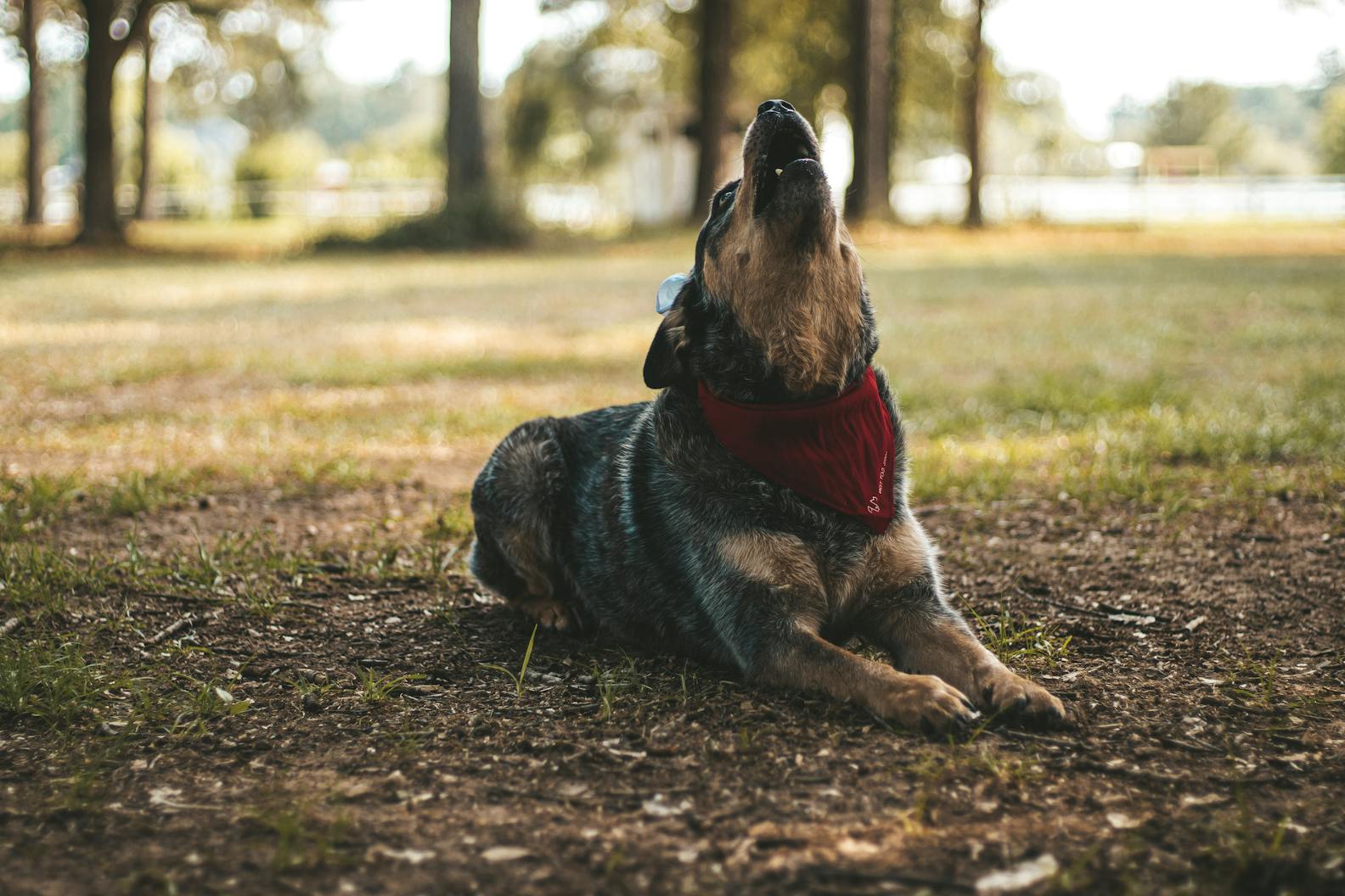 Red Heeler Dog: Traits, Care & Life Expectancy Guide