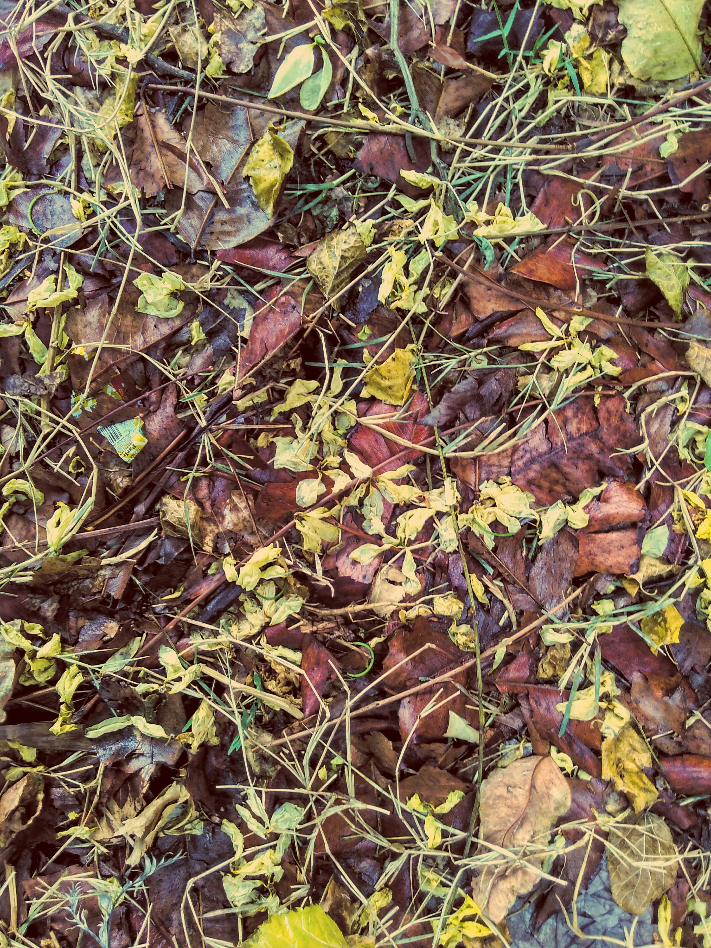 Free stock photo of nautre