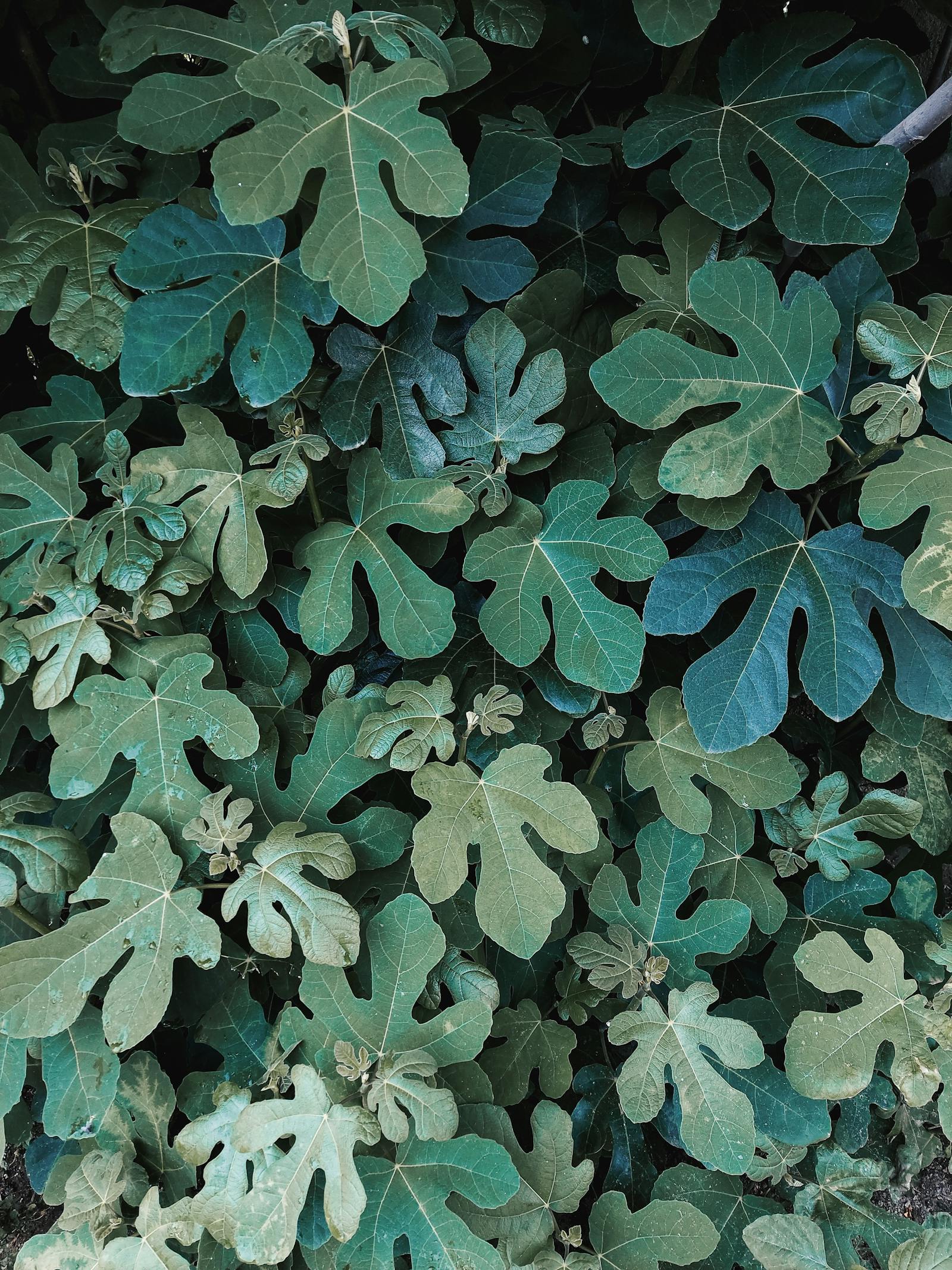 Fig Tree Photos, Download The BEST Free Fig Tree Stock Photos & HD Images