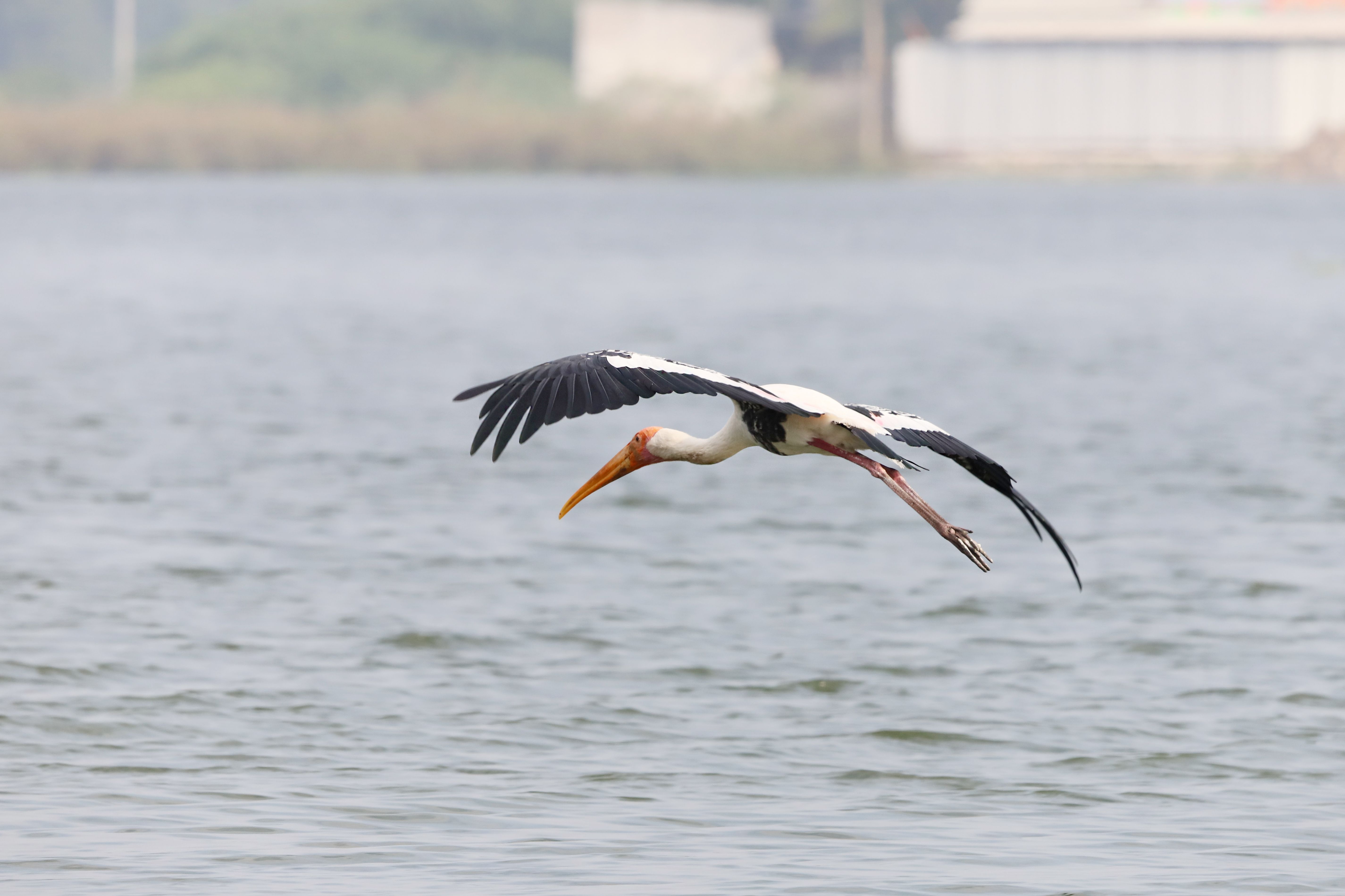 Majestic Painted Stork in Flight Over Water · Free Stock Photo
