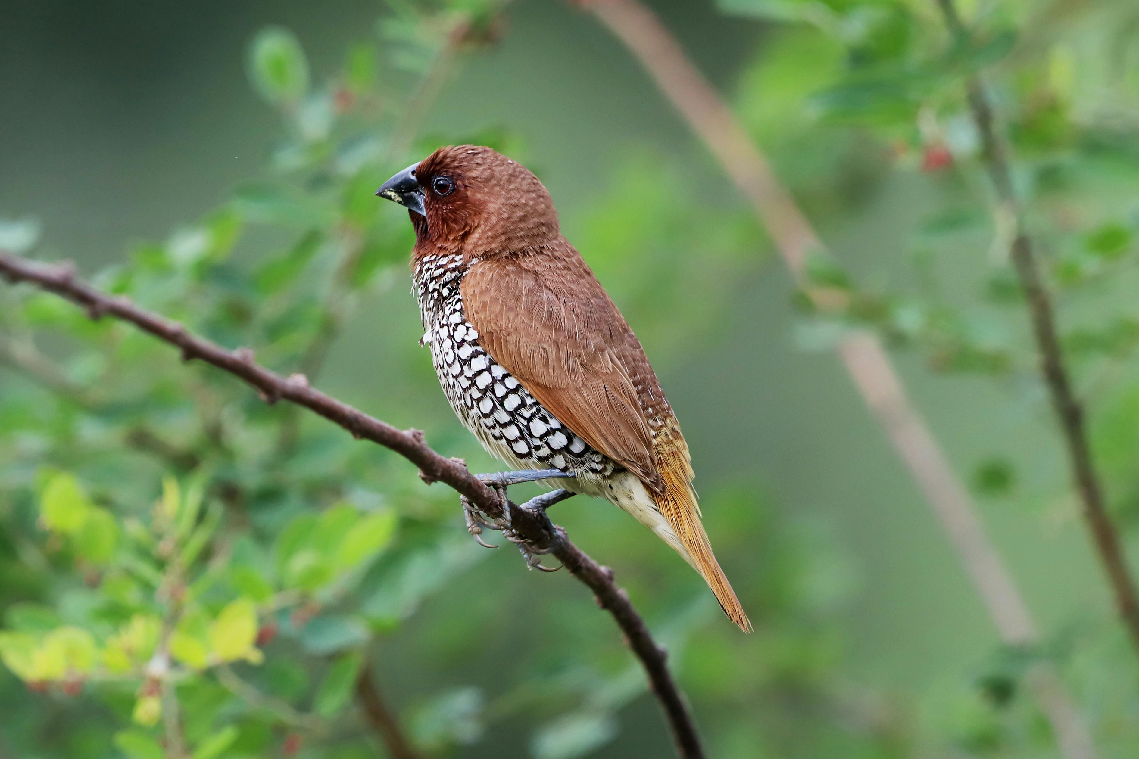 Spotting Munia Bird on Lush Green Branch · Free Stock Photo