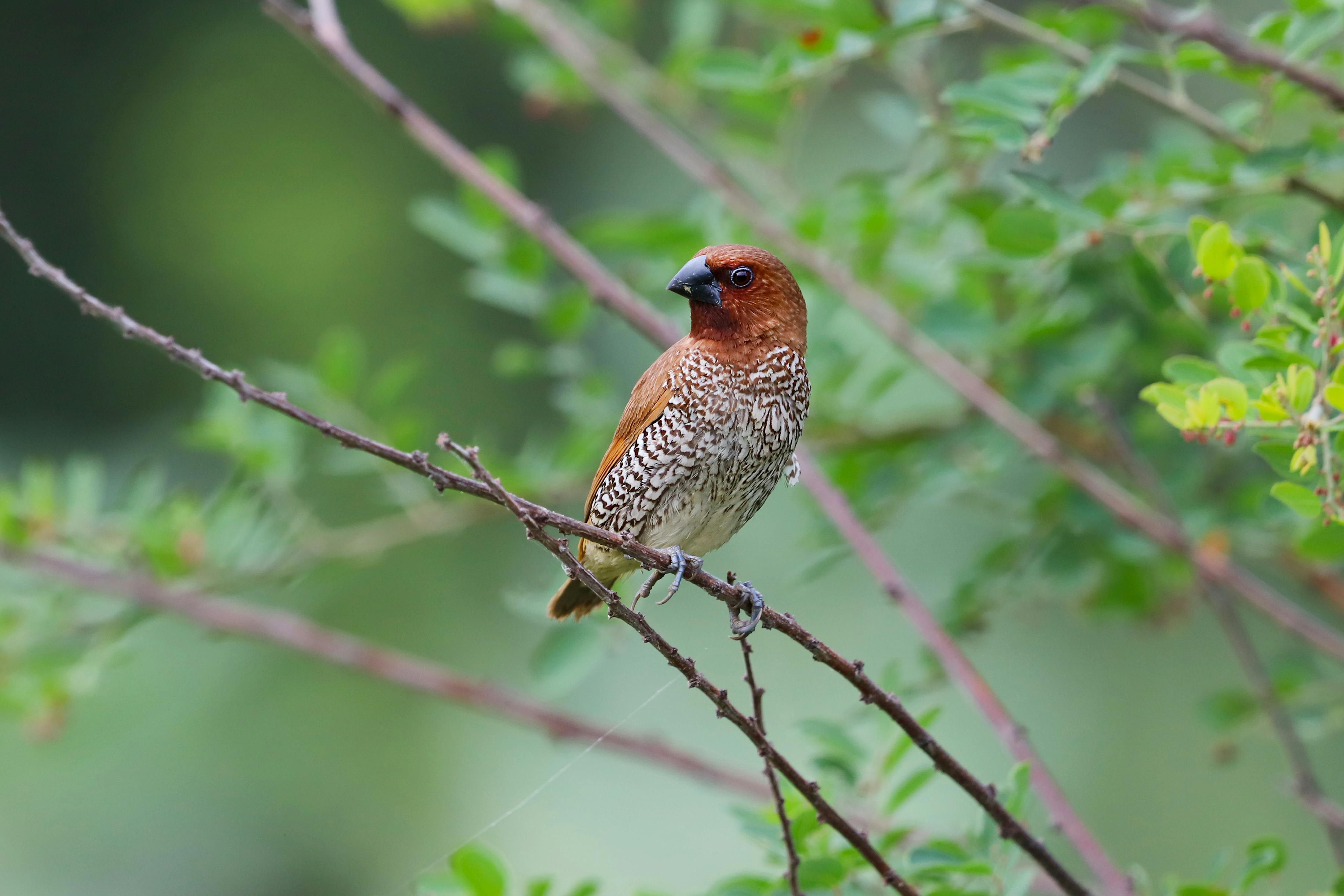Beautiful Spice Finch Perched on a Tree Branch · Free Stock Photo