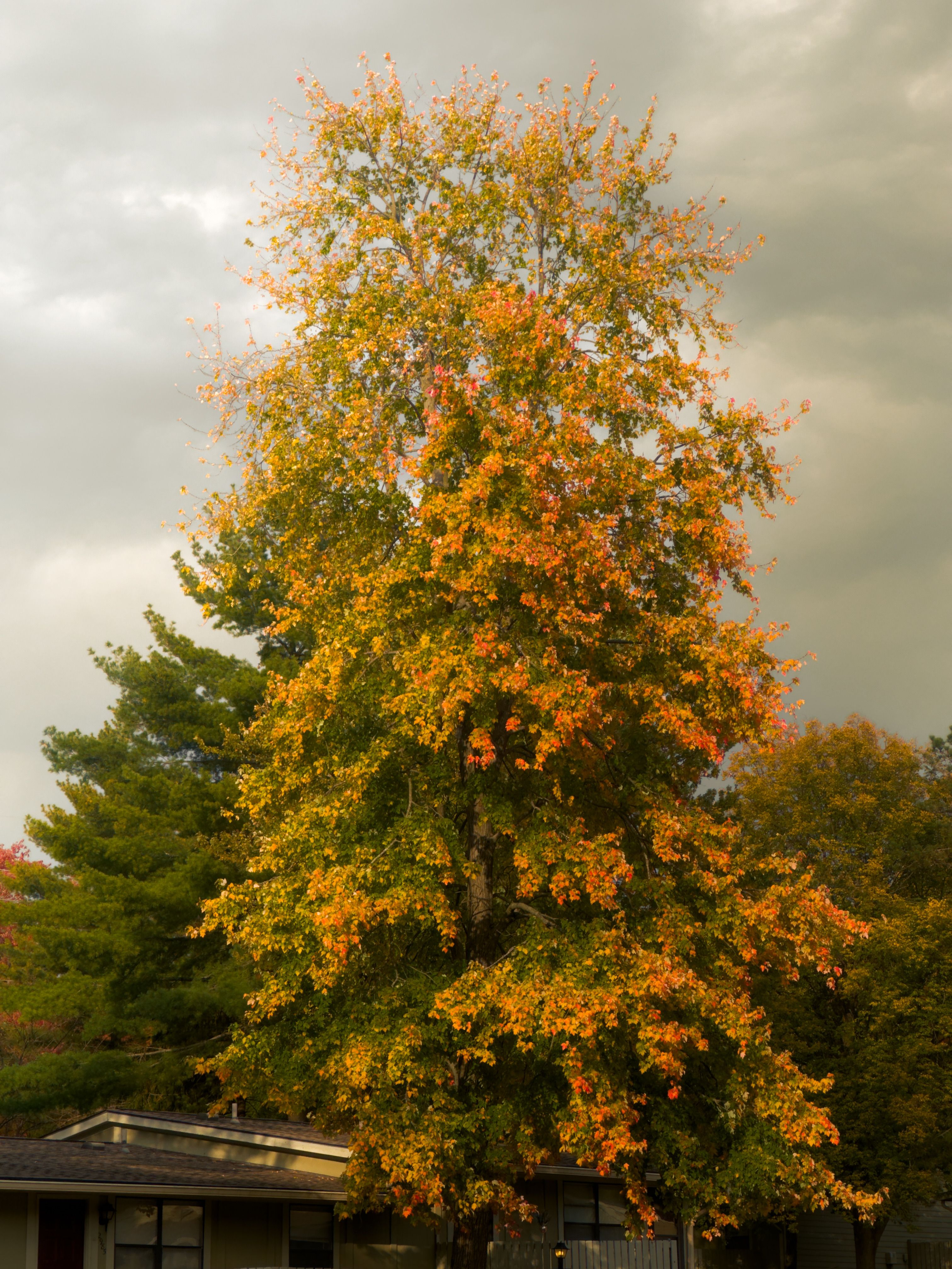 Majestic Autumn Tree in American Suburb · Free Stock Photo