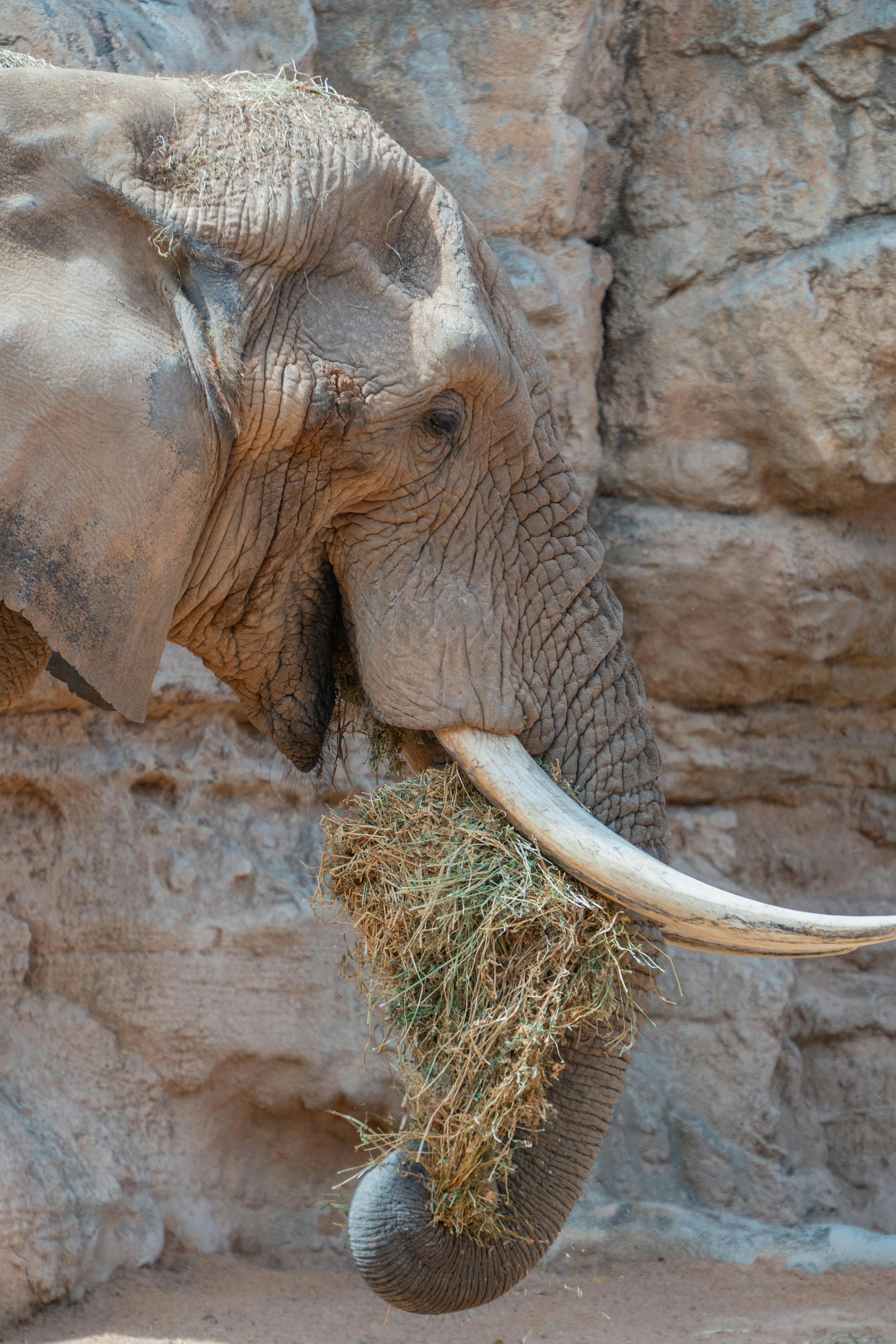 Close-up of African Elephant Eating Hay · Free Stock Photo