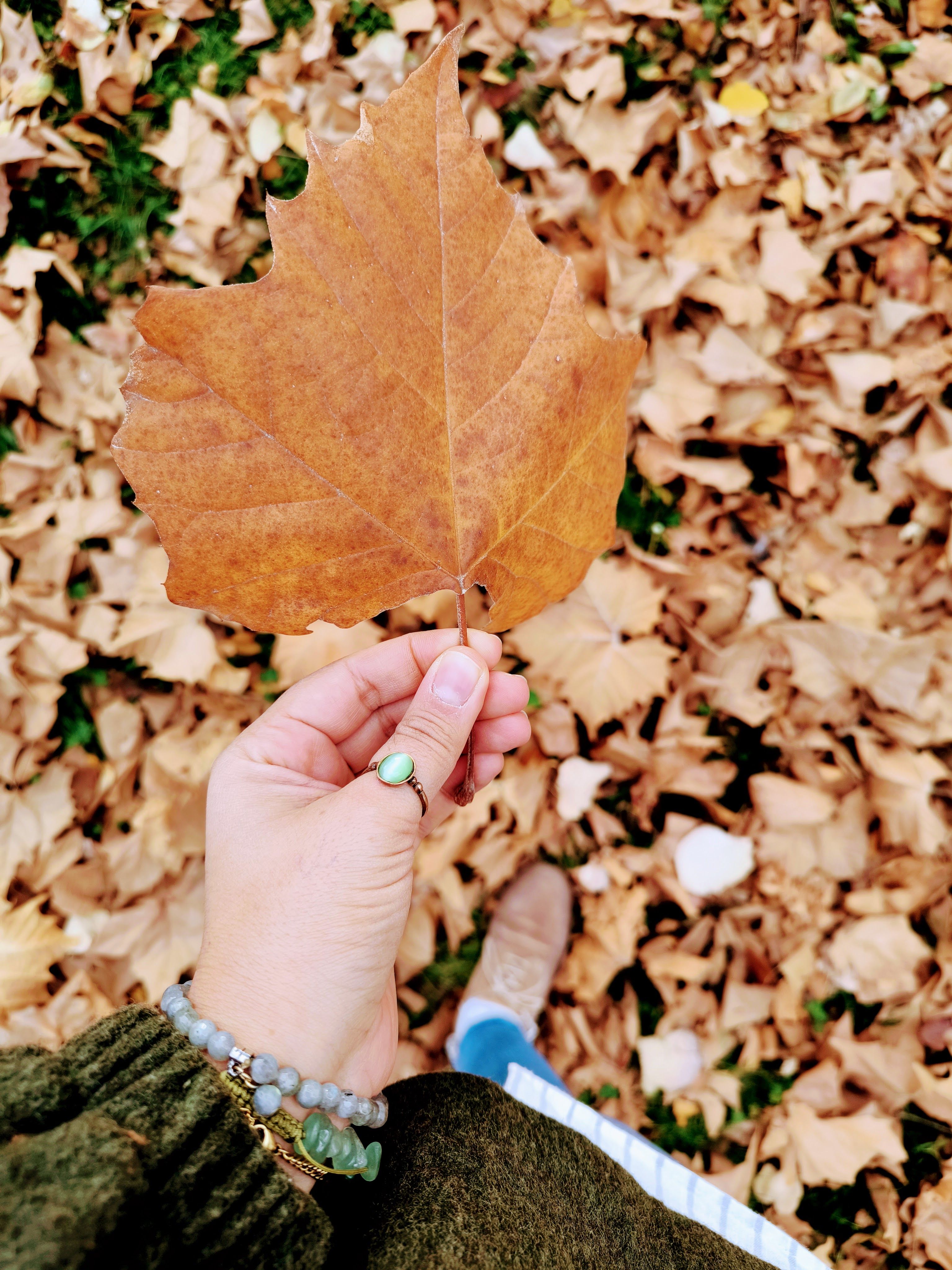 Hand holding autumn leaf on fallen foliage background · Free Stock Photo