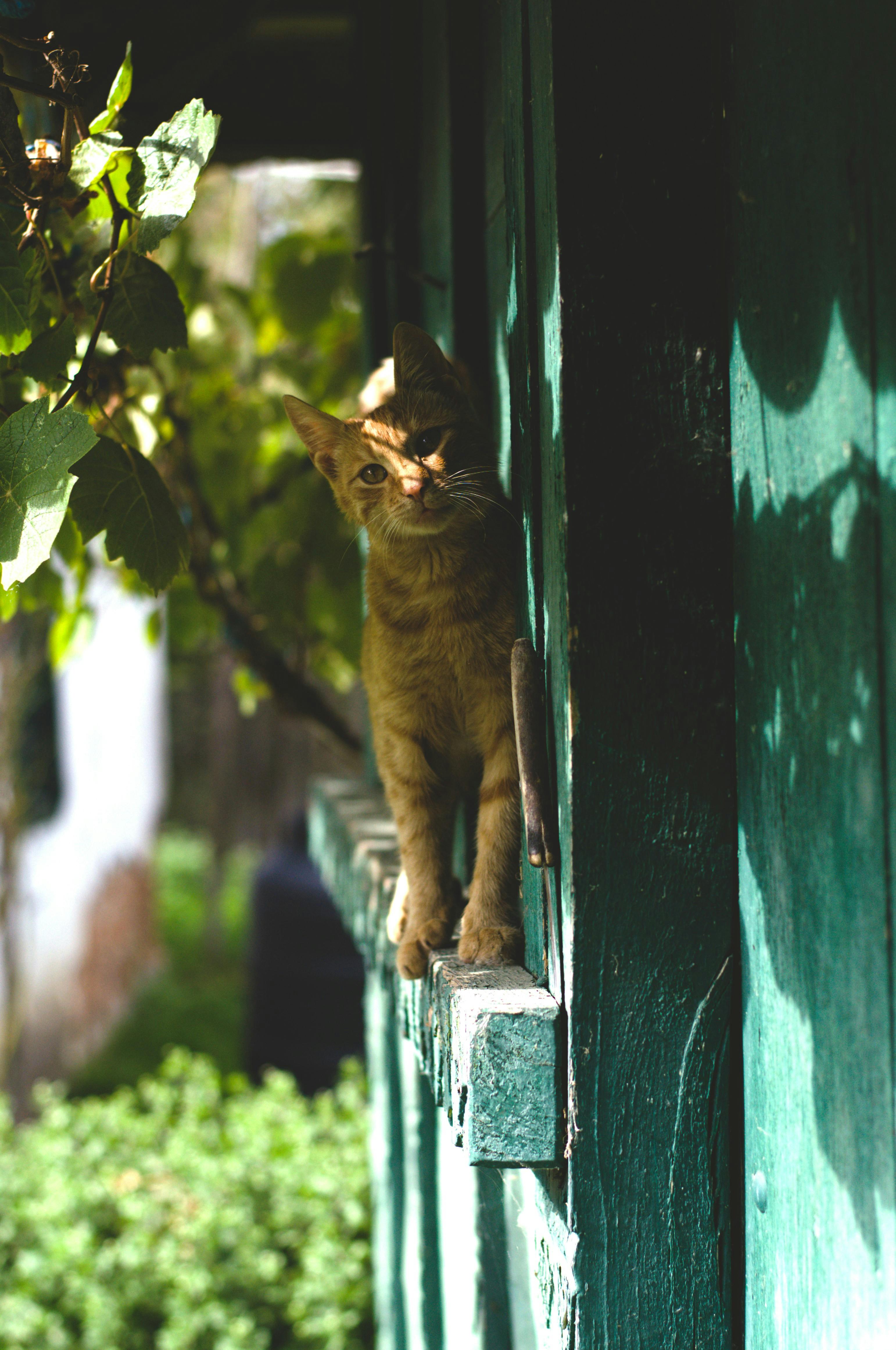 Curious Orange Tabby Cat in Serbian Countryside · Free Stock Photo