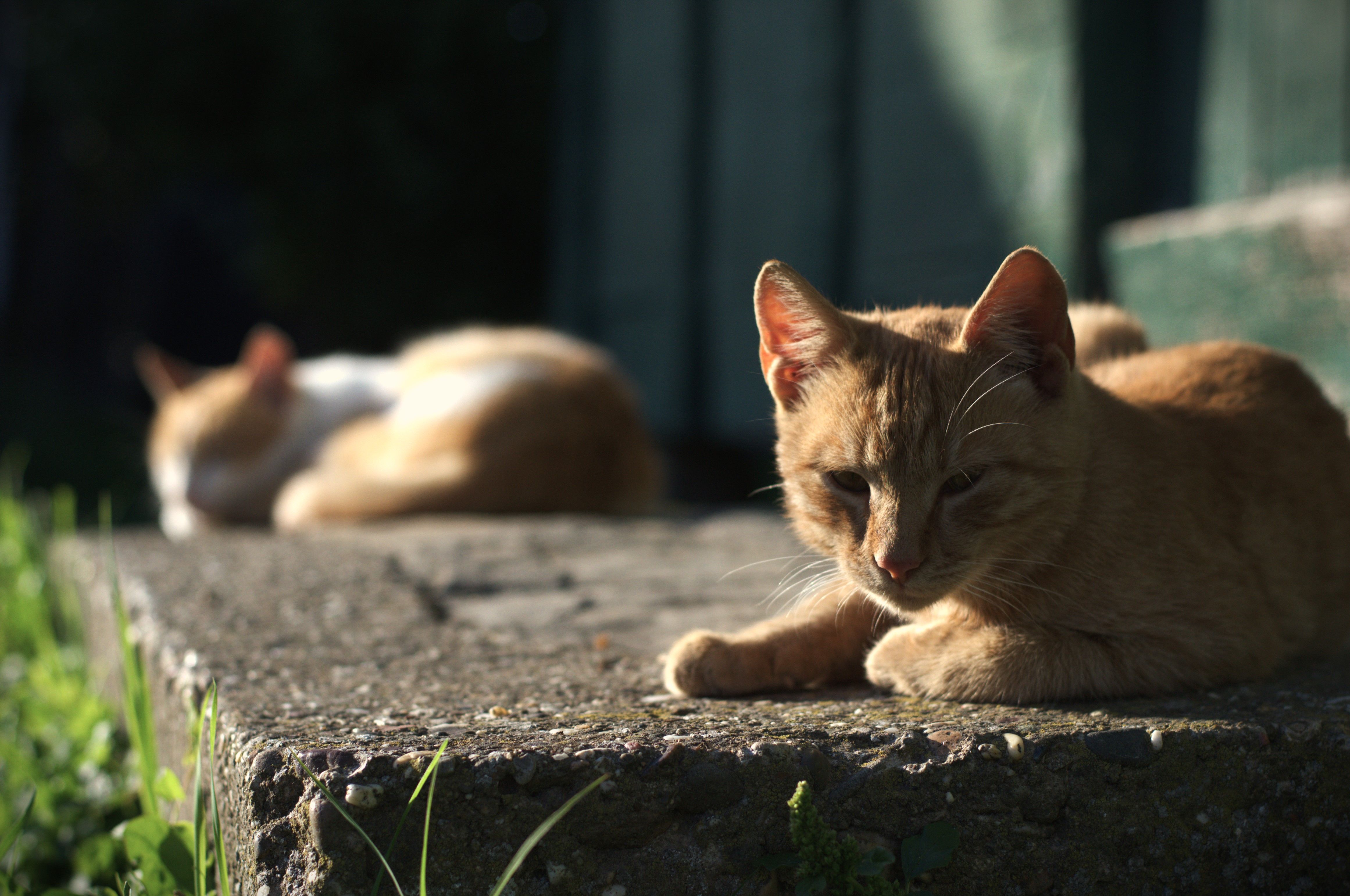 A Imagem Mostra Dois Gatos Descansando Pacificamente No Calor Do Sol ...