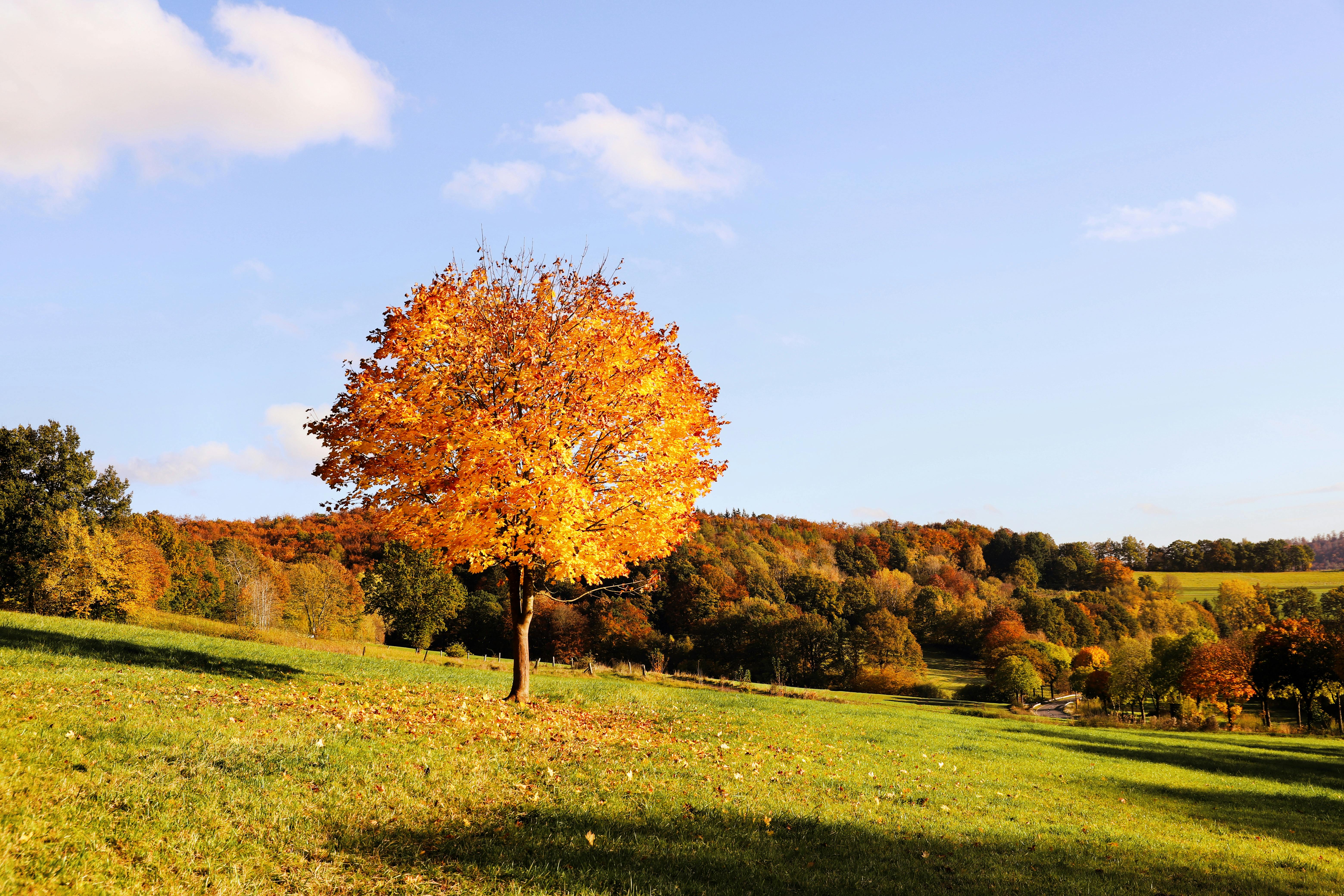 Vibrant Autumn Tree in Scenic Meadow Landscape · Free Stock Photo