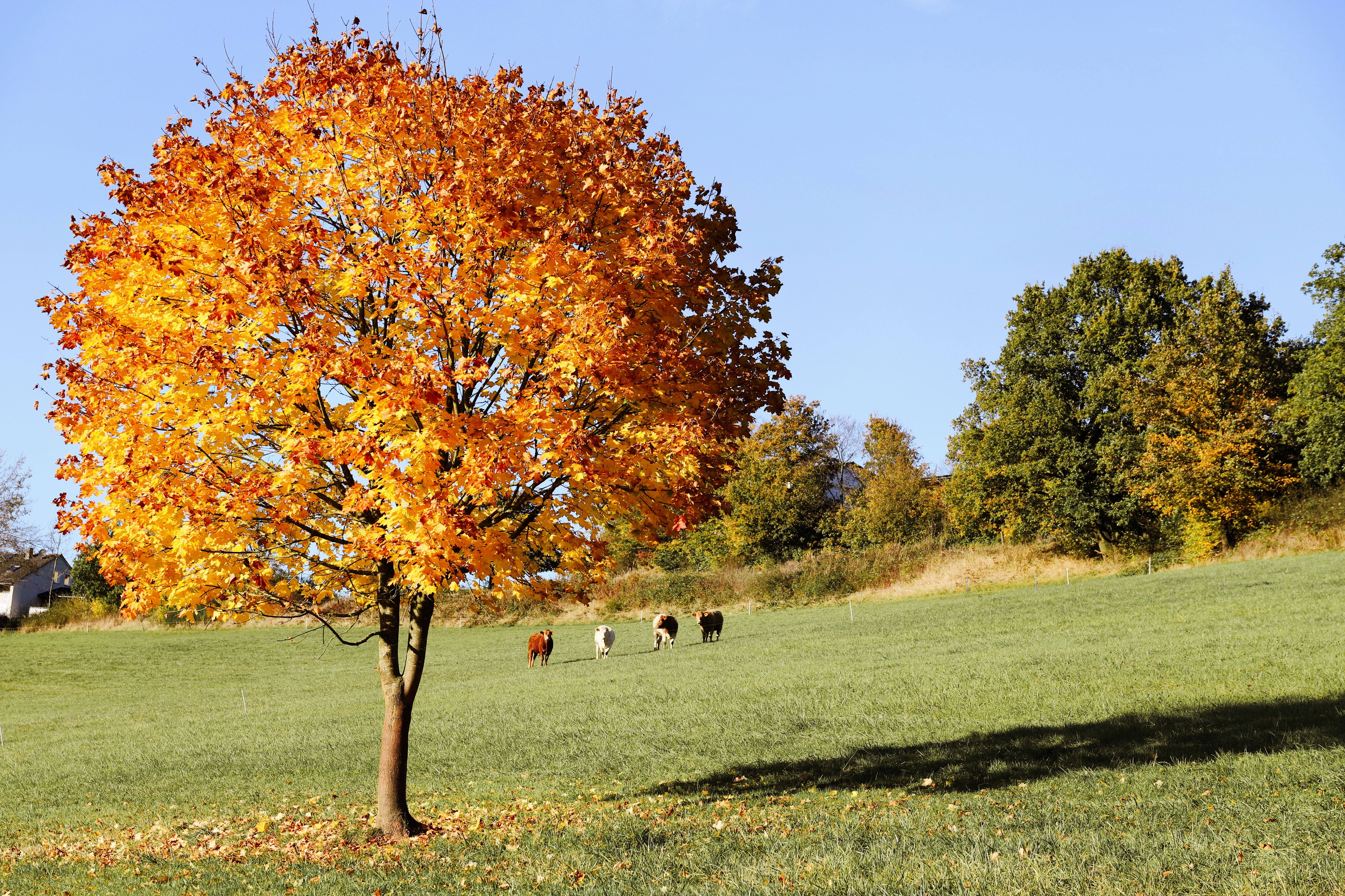 Vibrant Autumn Scene with Tree and Cattle · Free Stock Photo
