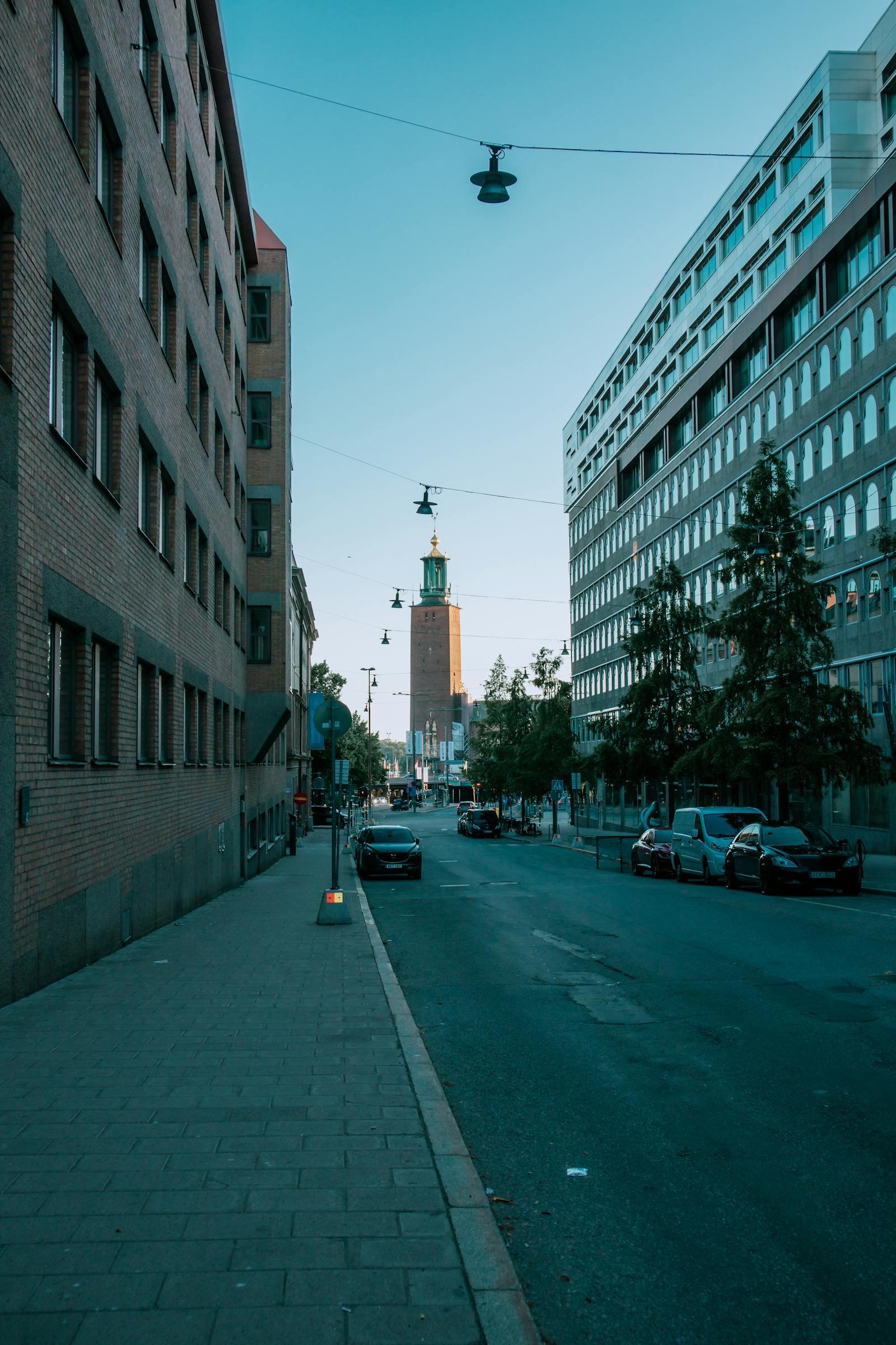 Tree Plan View Photos, Download The BEST Free Tree Plan View Stock ...