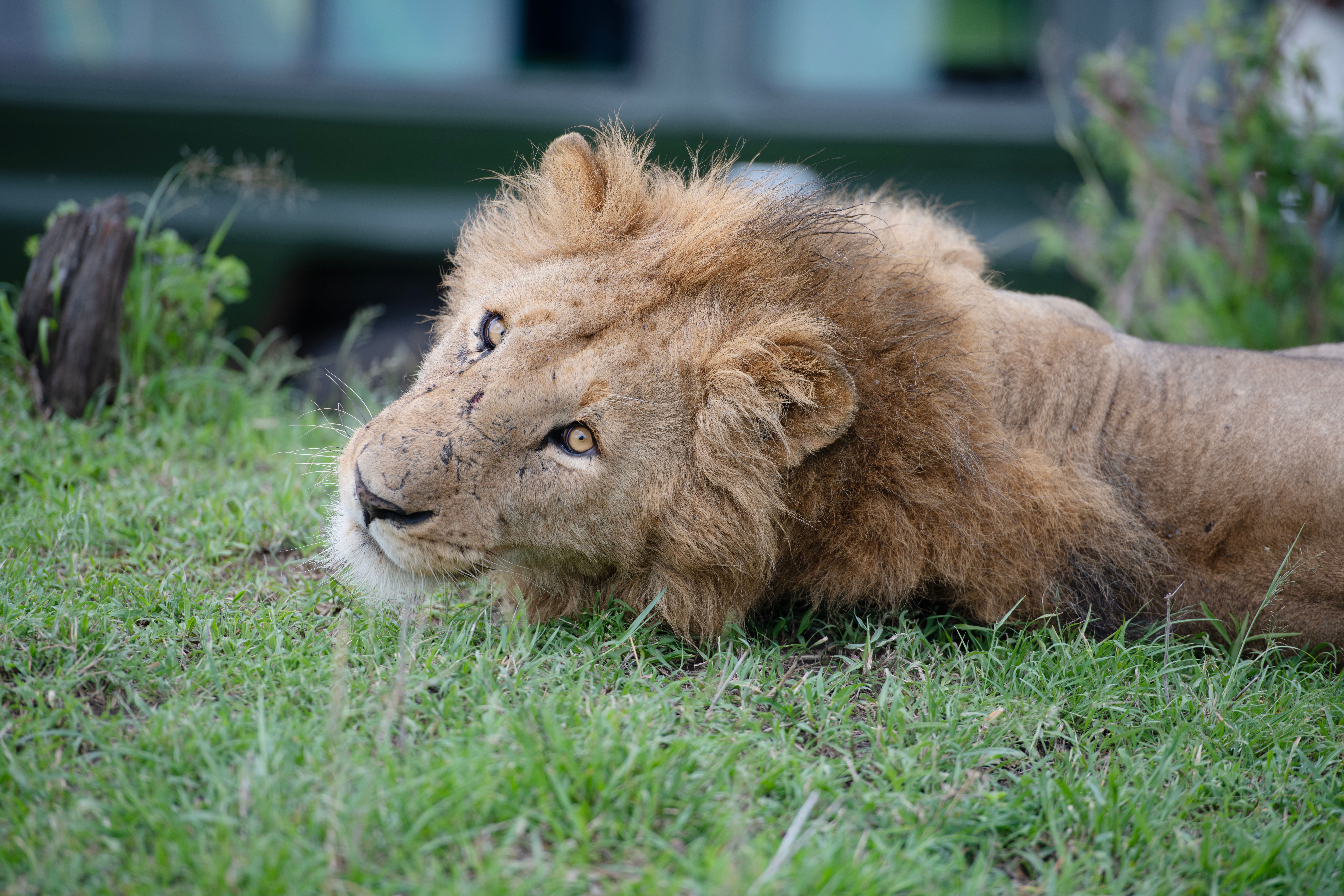 León Majestuoso Descansando En Una Pradera Africana · Foto de stock ...
