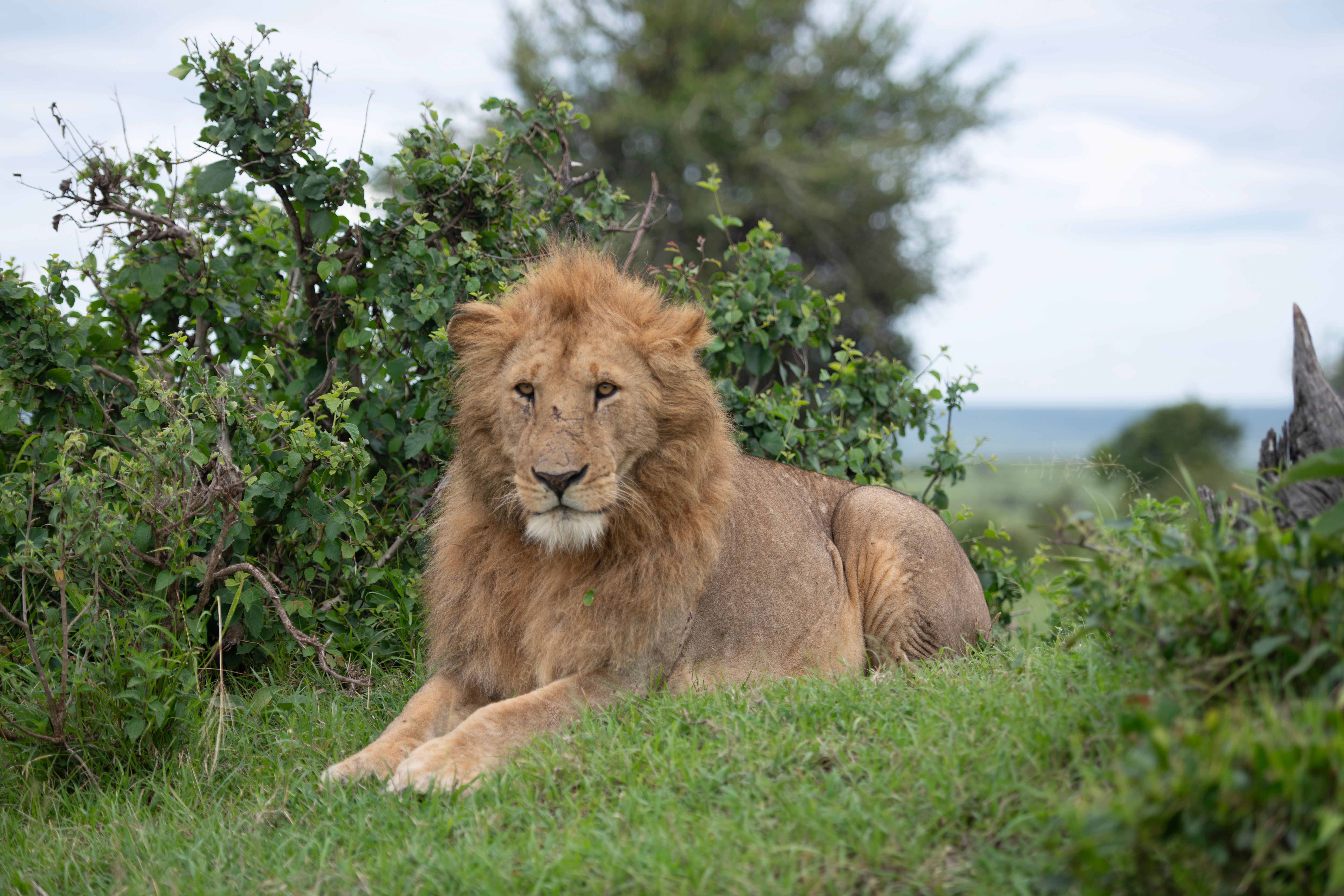 Majestic Male Lion Resting in African Savanna · Free Stock Photo