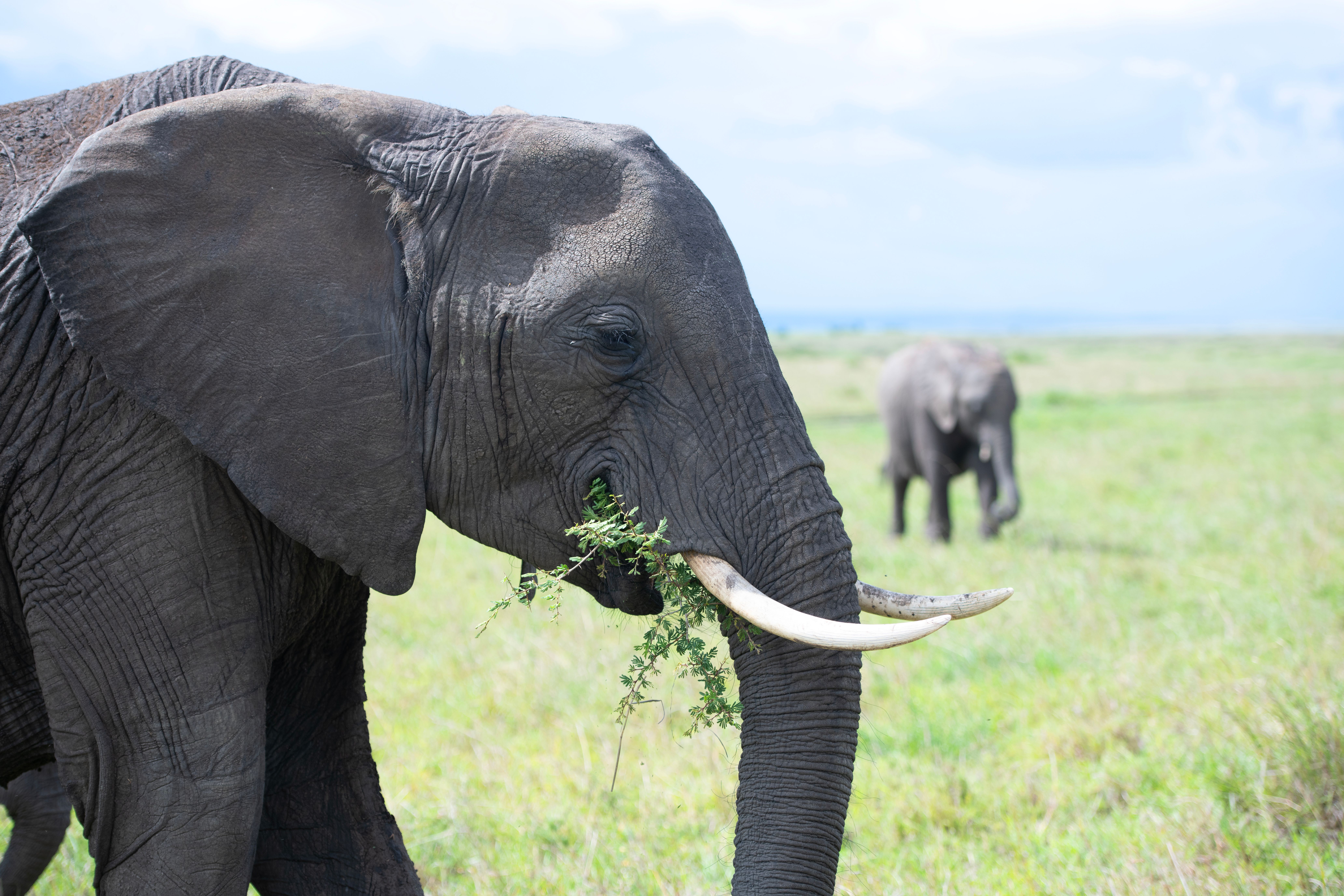Elephants Grazing in African Savanna Landscape · Free Stock Photo