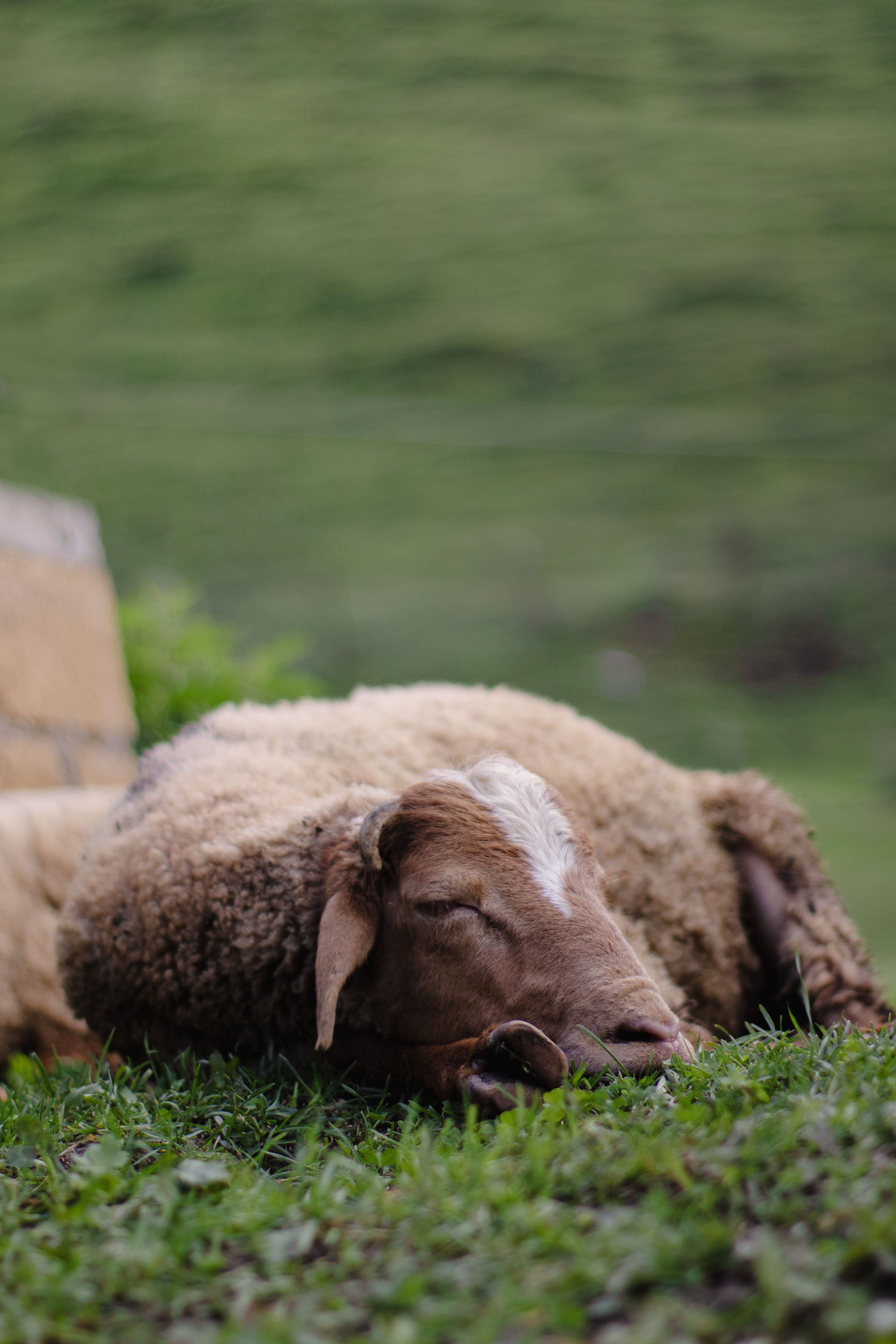 Serene Sheep Resting in Azerbaijani Pasture · Free Stock Photo