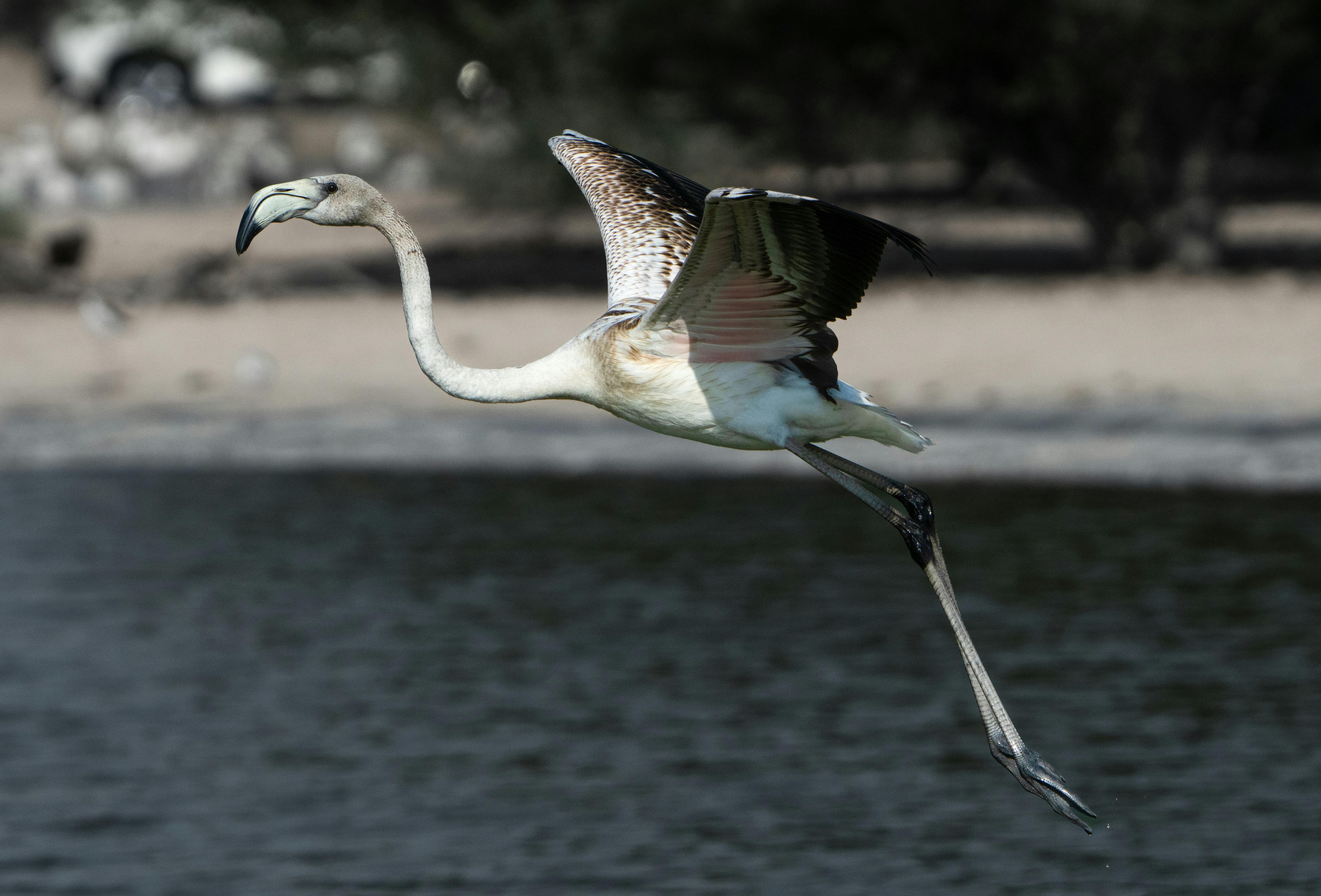 Flamingo Snake Photos, Download The BEST Free Flamingo Snake Stock ...