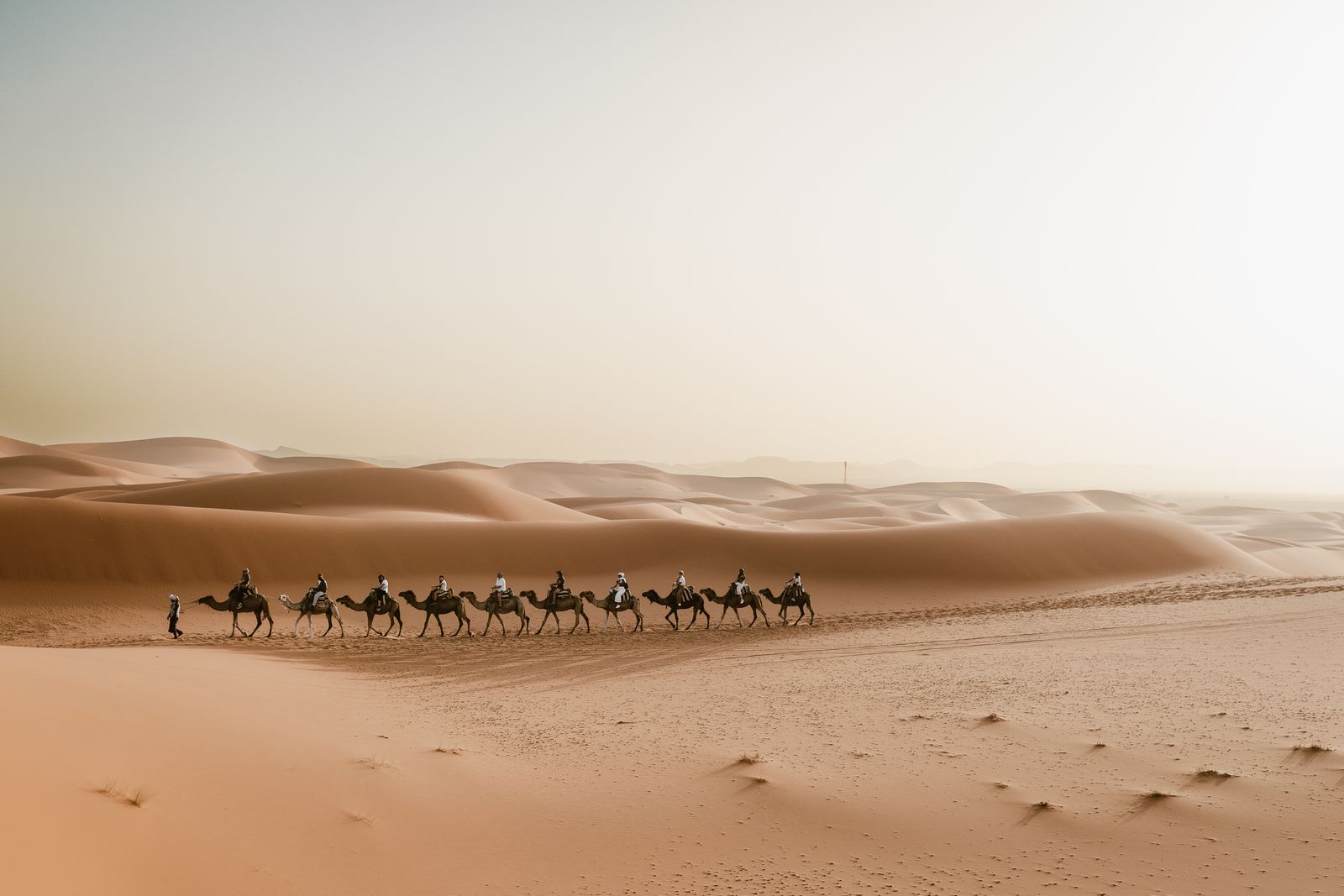 Desert Camel Photos, Download The BEST Free Desert Camel Stock Photos ...