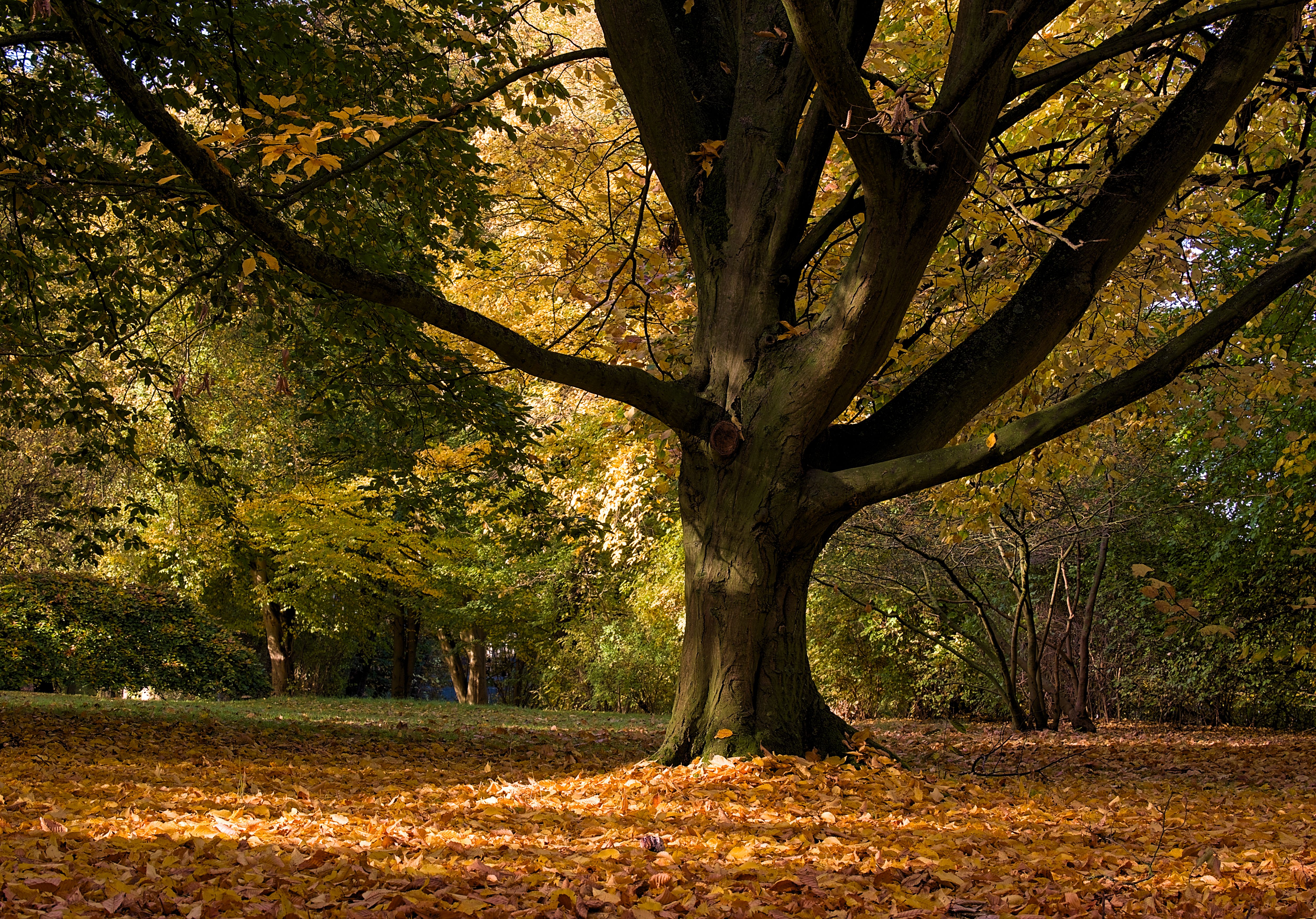 Brown Leaves Tree · Free Stock Photo