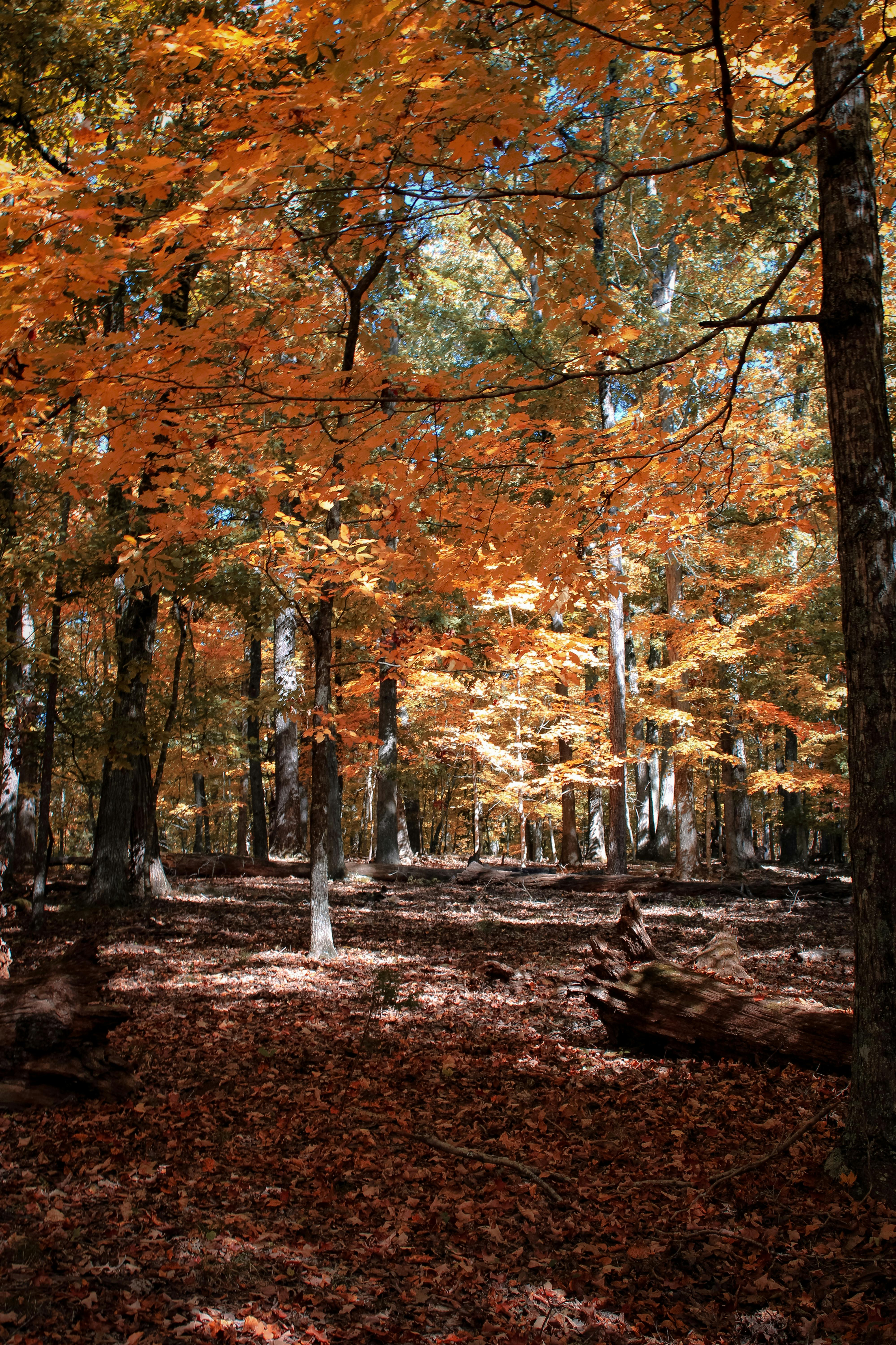 Lush Autumn Forest with Vibrant Foliage · Free Stock Photo