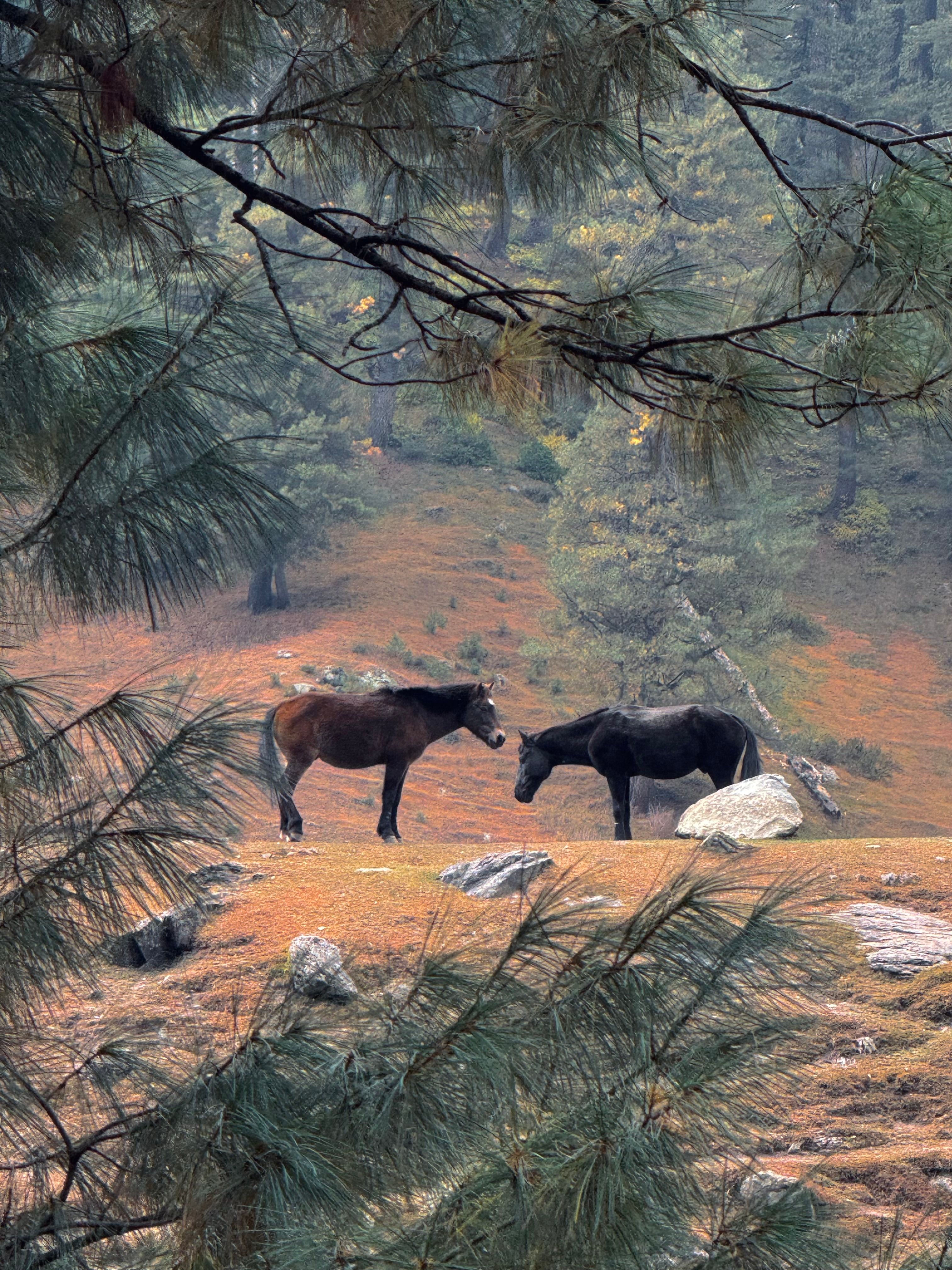 Serene Horses Grazing in Pahalgam Forest · Free Stock Photo