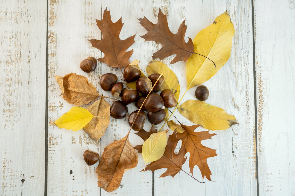 Chestnut Wood Texture Photos, Download The BEST Free Chestnut Wood ...