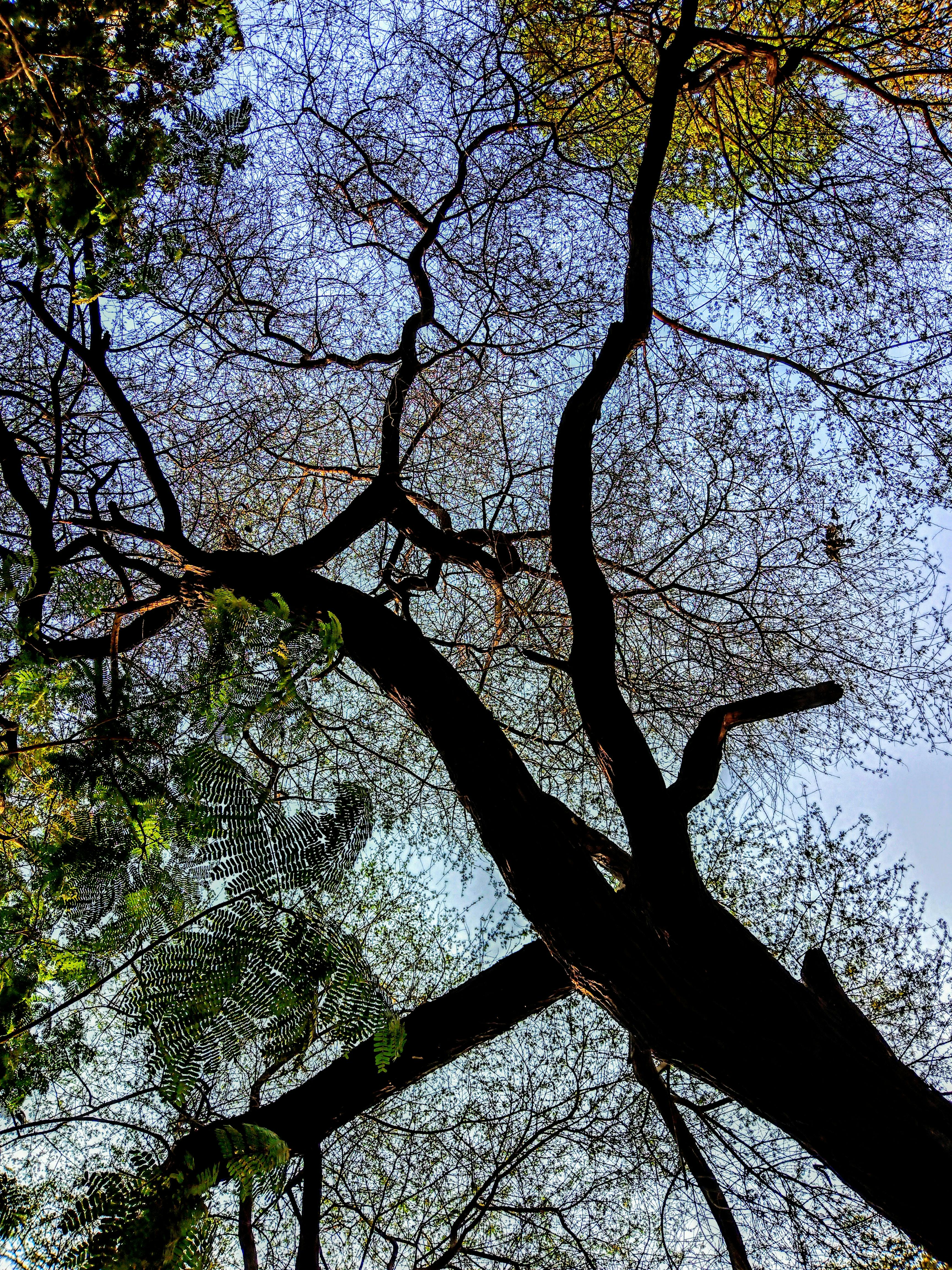Serene Tree Canopy Against Blue Sky · Free Stock Photo
