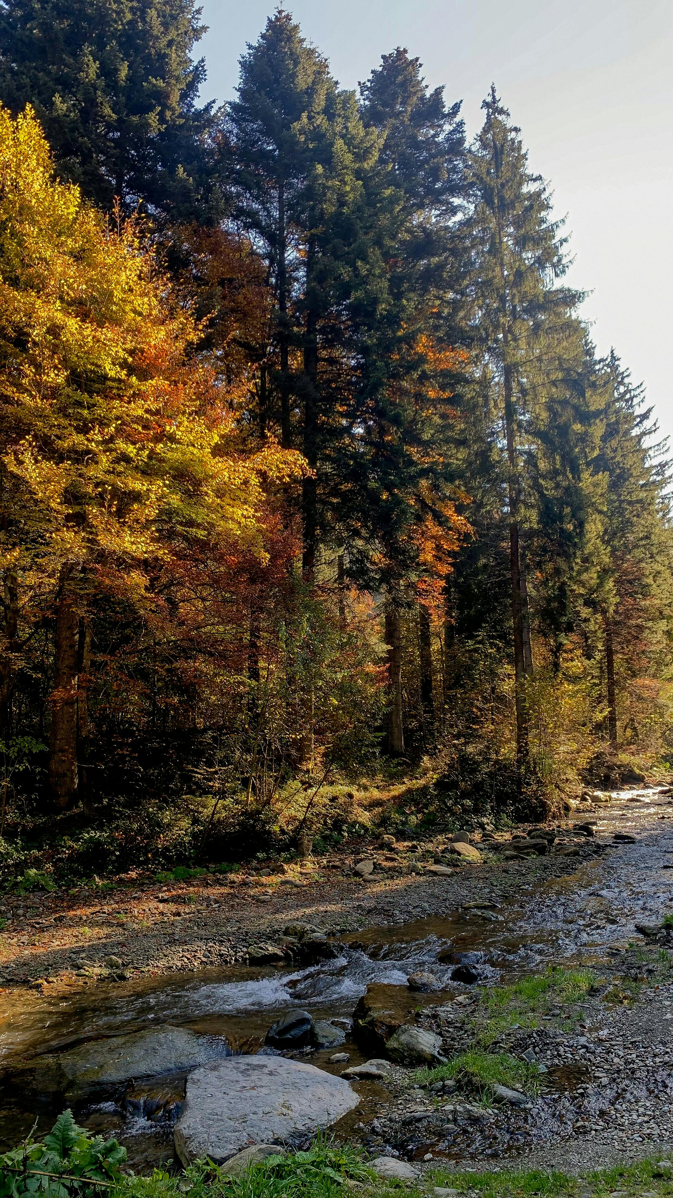Autumn Forest Stream with Colorful Foliage · Free Stock Photo